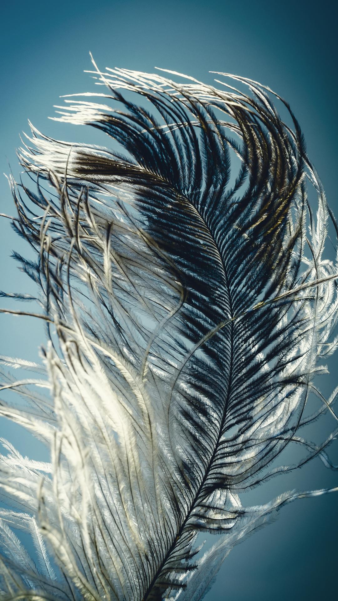 Feather Phone Wallpapers - Top Free Feather Phone Backgrounds ...