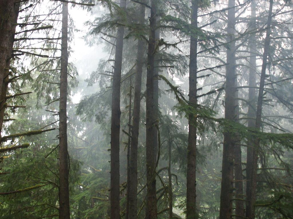Pacific Northwest Woods Wallpapers - Top Free Pacific Northwest Woods ...