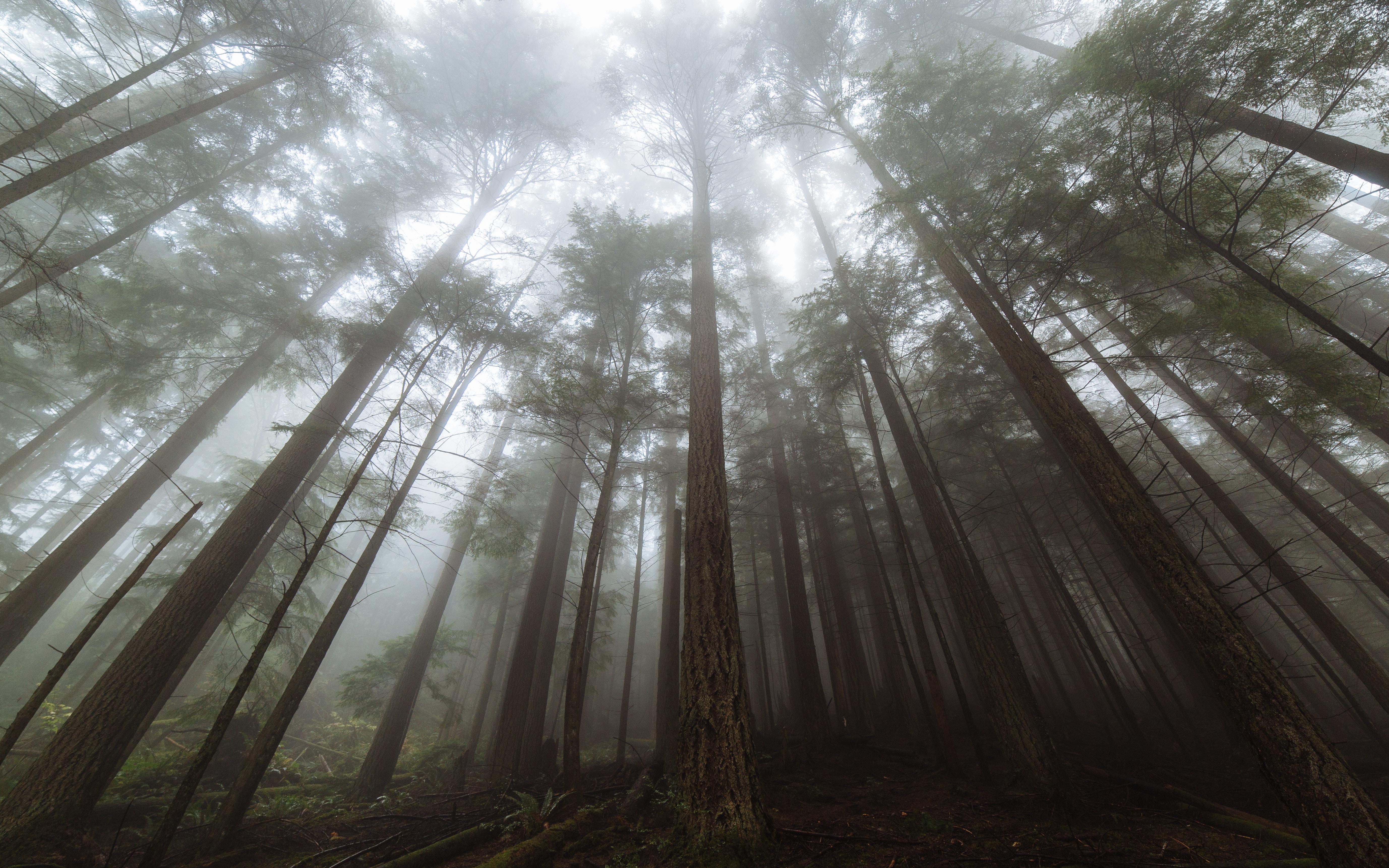 Pacific Northwest Woods Wallpapers - Top Free Pacific Northwest Woods ...