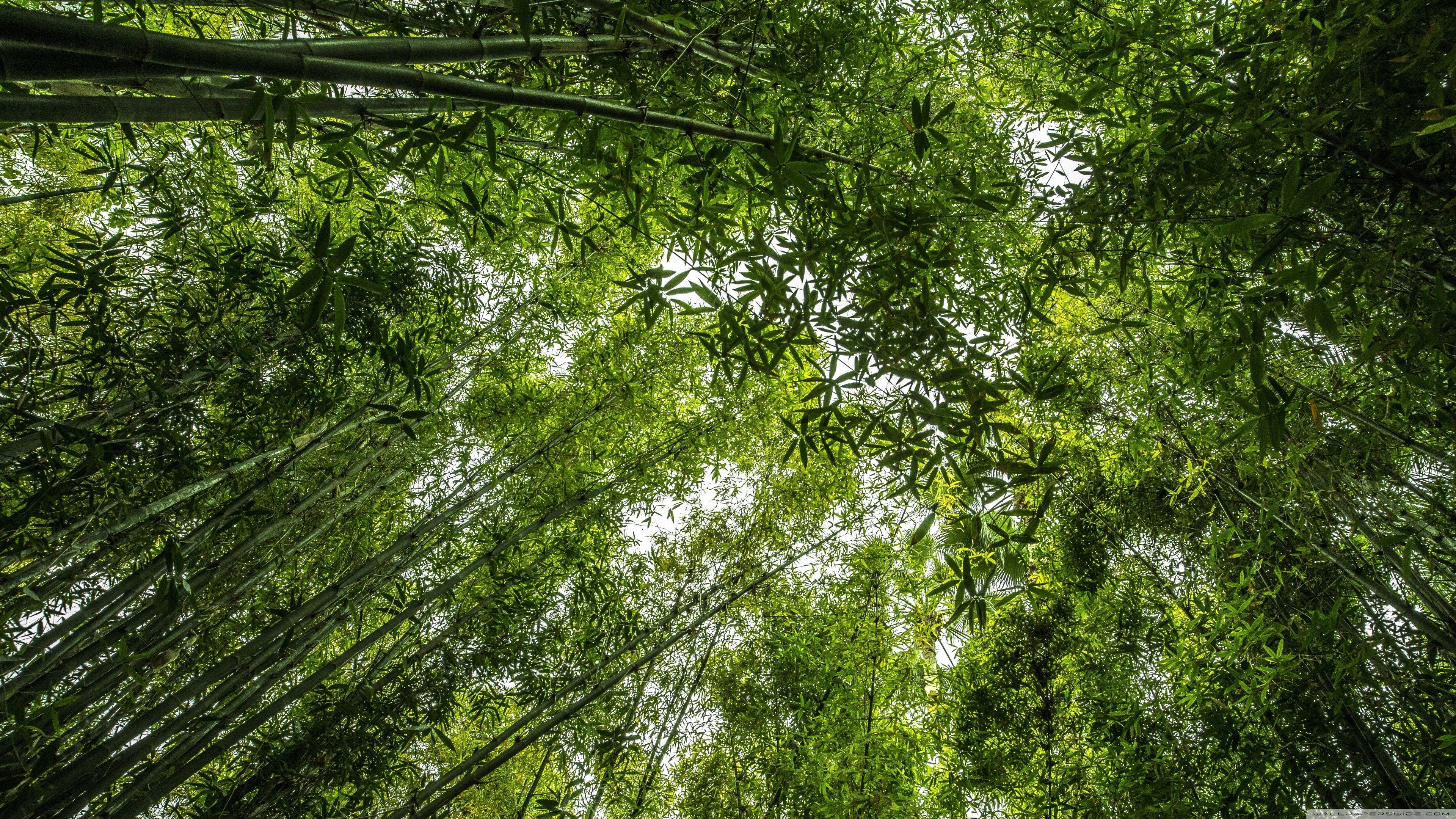 32K Resolution Wallpapers - Top Free 32K Resolution Backgrounds ...