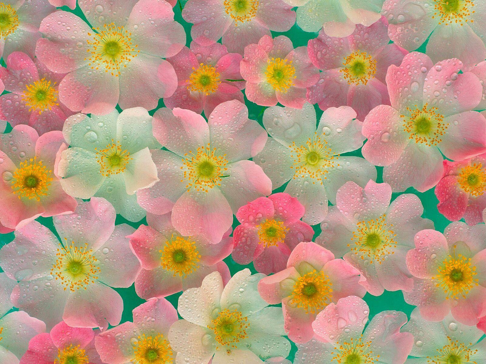 Happy Flowers Wallpapers - Top Free Happy Flowers Backgrounds ...