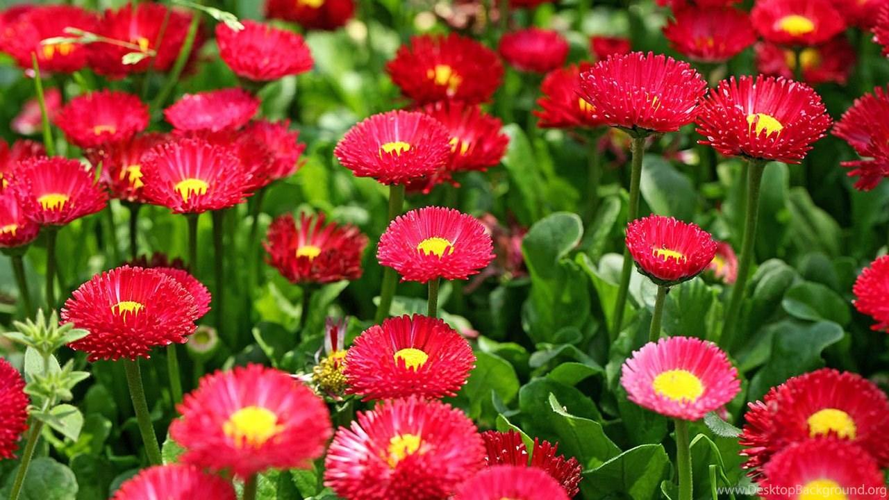 Happy Flowers Wallpapers - Top Free Happy Flowers Backgrounds ...