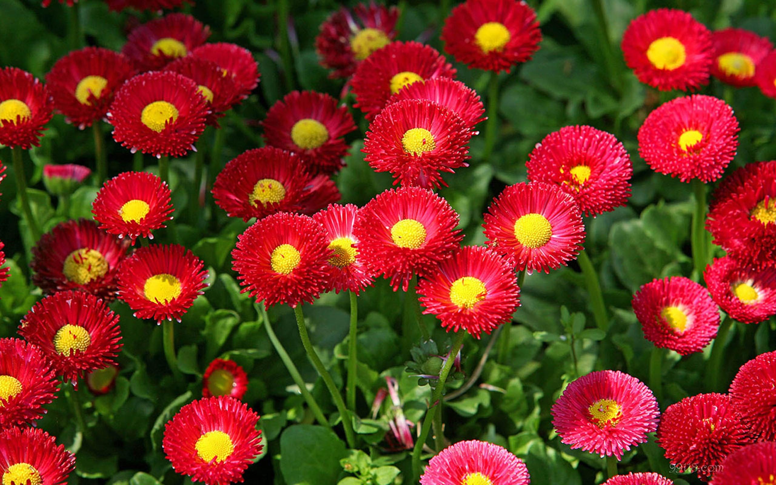 Happy Flowers Wallpapers - Top Free Happy Flowers Backgrounds ...