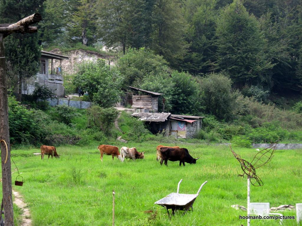 Mazandaran Wallpapers - Top Free Mazandaran Backgrounds - WallpaperAccess