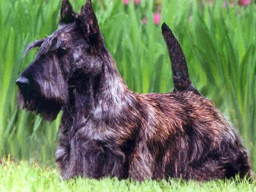 Scottish Terrier Wallpapers - Top Free Scottish Terrier Backgrounds ...