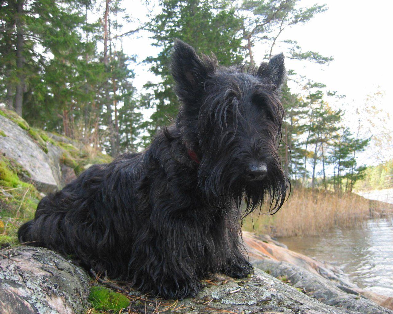Scottish Terrier Wallpapers - Top Free Scottish Terrier Backgrounds ...