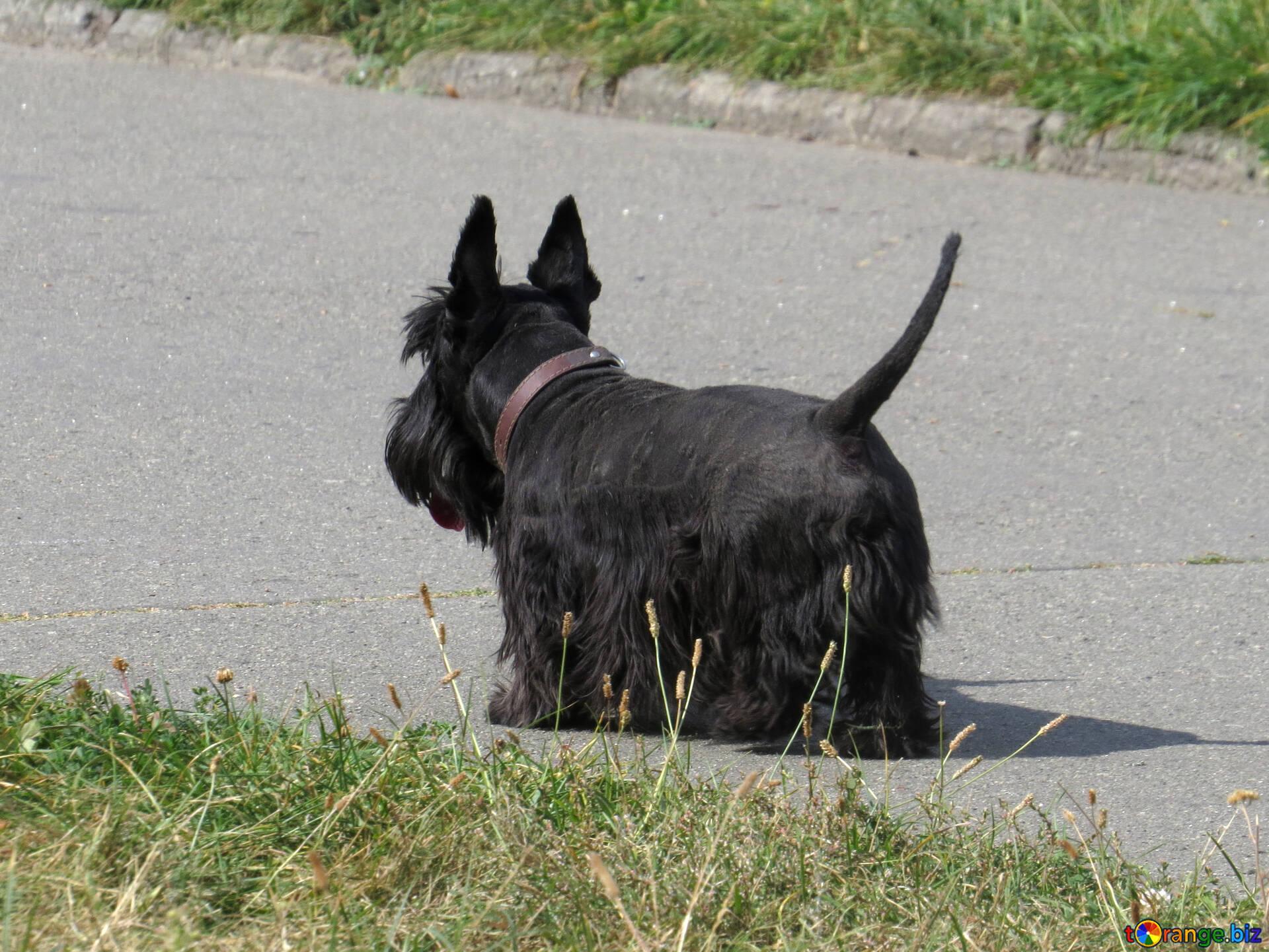 Scottish Terrier Wallpapers - Top Free Scottish Terrier Backgrounds ...