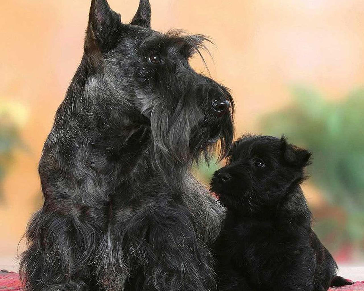 Scottish Terrier Wallpapers - Top Free Scottish Terrier Backgrounds ...