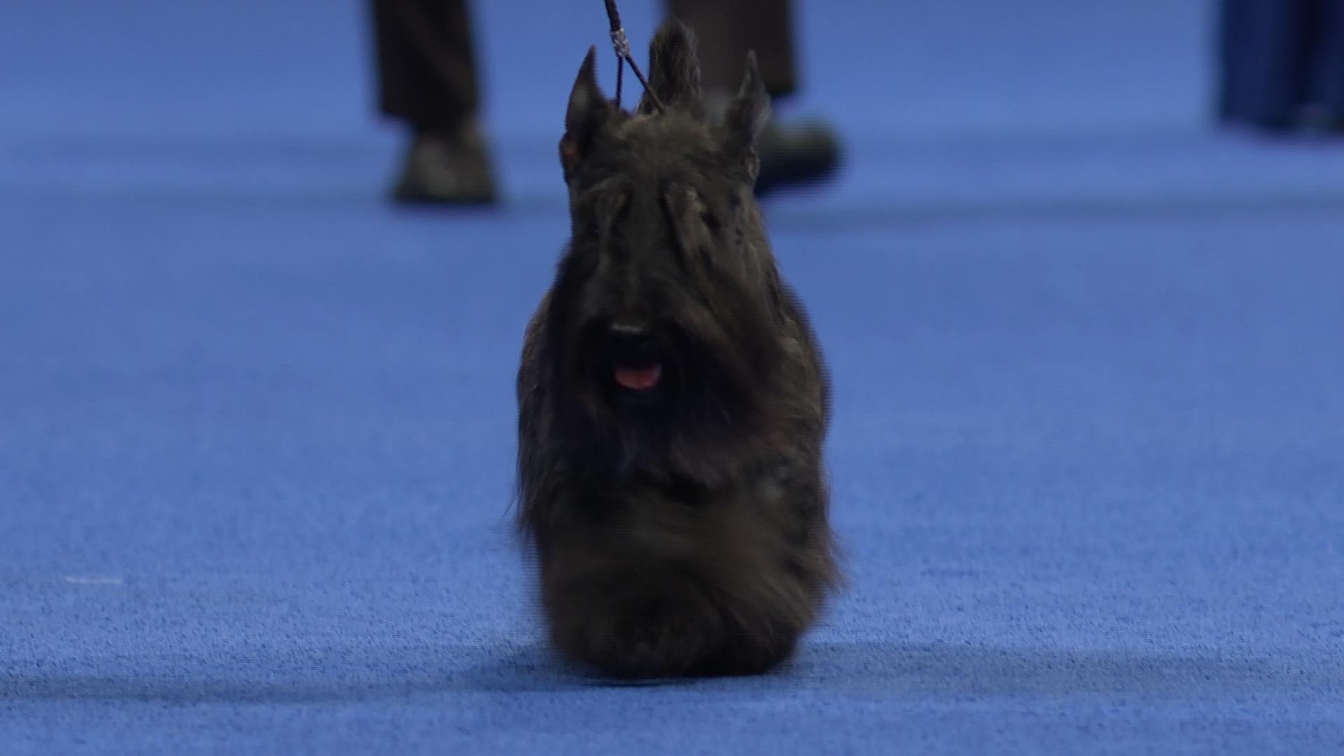 Scottish Terrier Wallpapers - Top Free Scottish Terrier Backgrounds ...