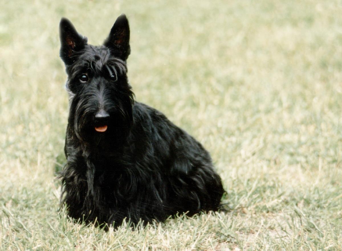 Scottish Terrier Wallpapers - Top Free Scottish Terrier Backgrounds ...
