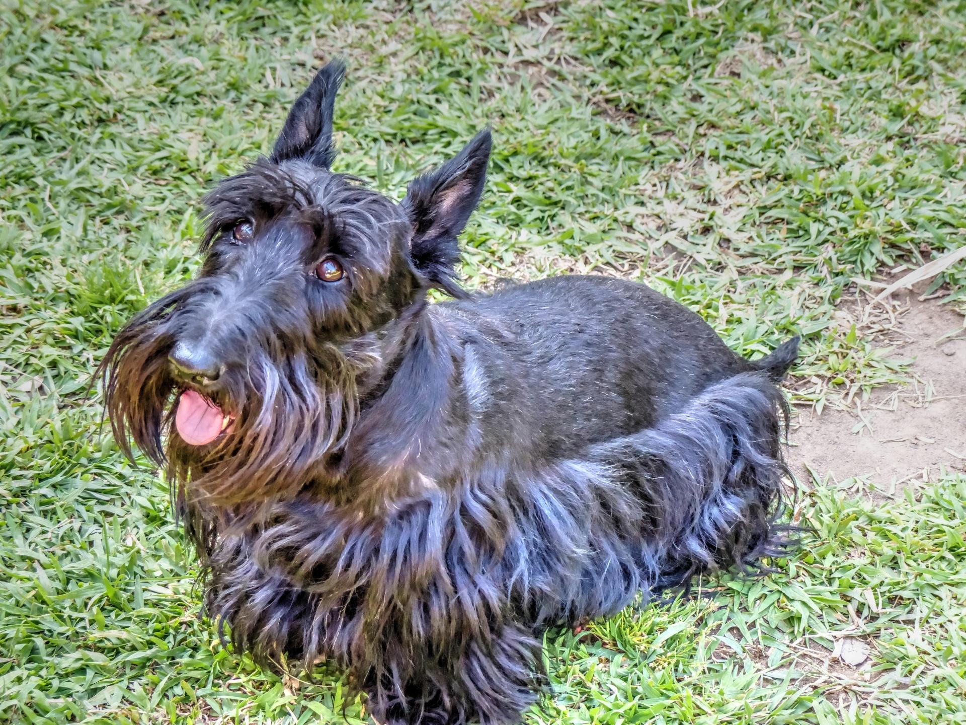 Scottish Terrier Wallpapers - Top Free Scottish Terrier Backgrounds ...