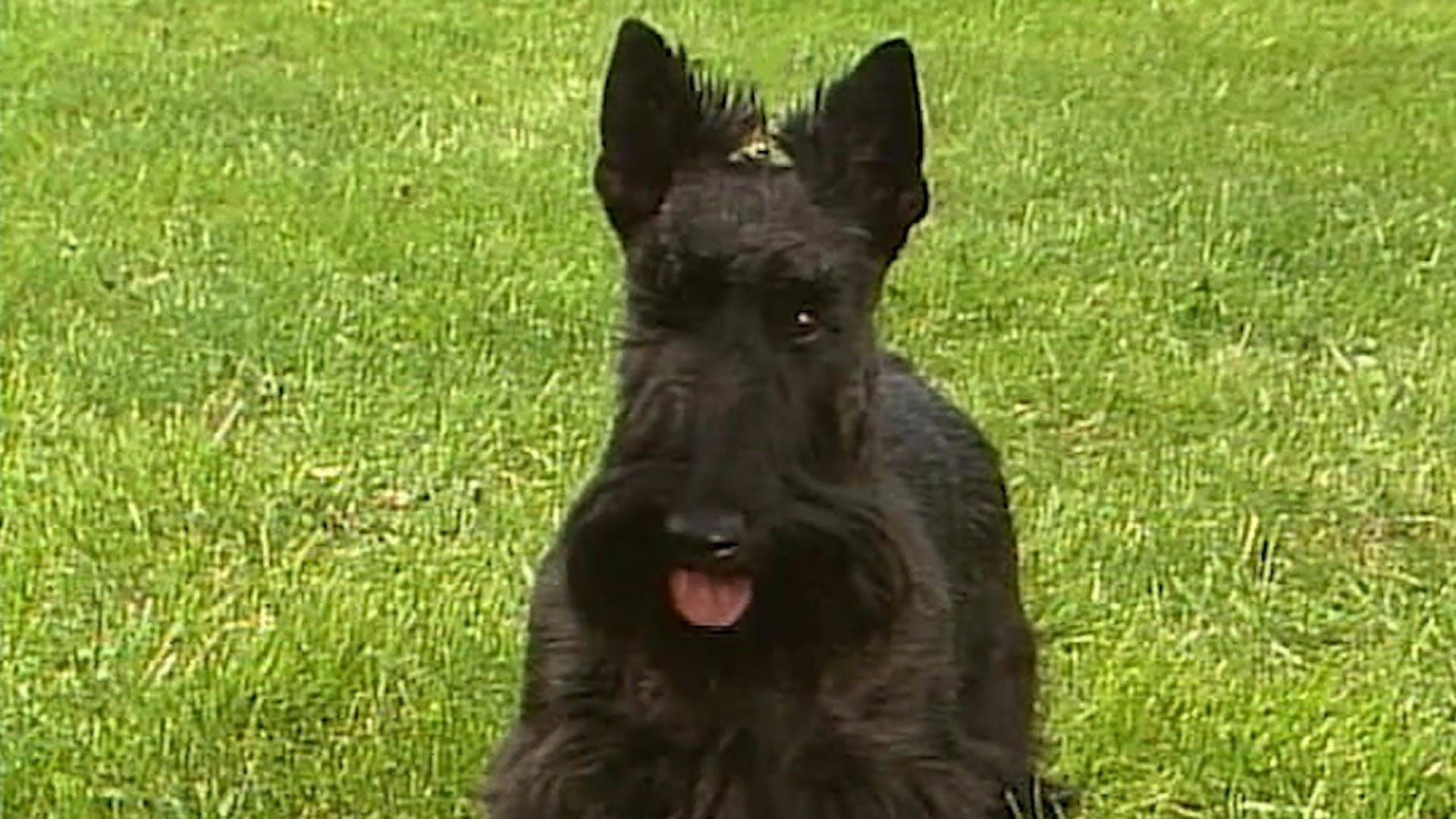 Scottish Terrier Wallpapers - Top Free Scottish Terrier Backgrounds ...