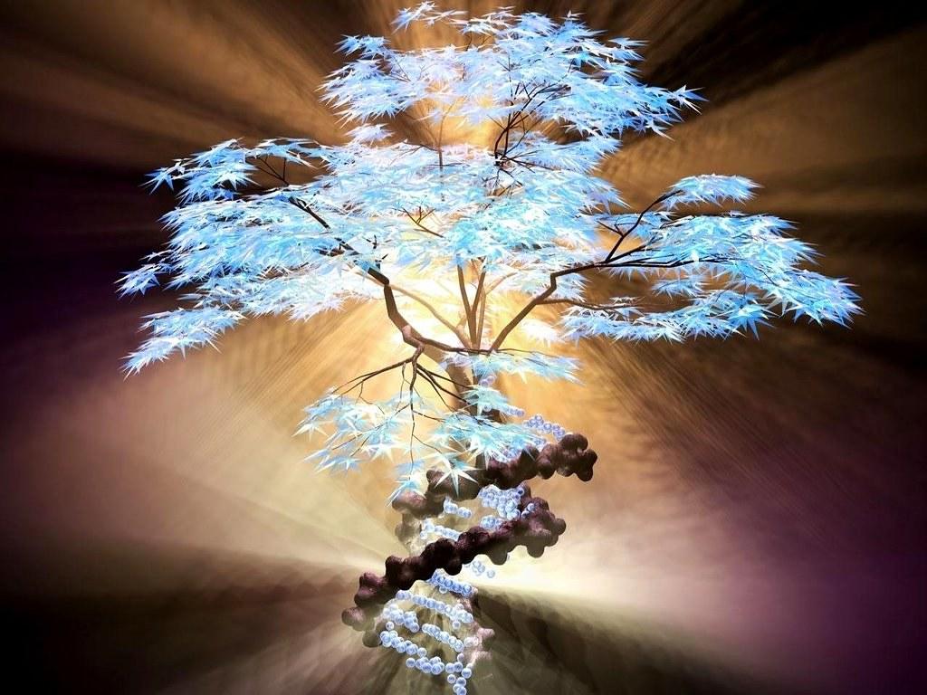 The Tree of Life Wallpapers - Top Free The Tree of Life Backgrounds ...