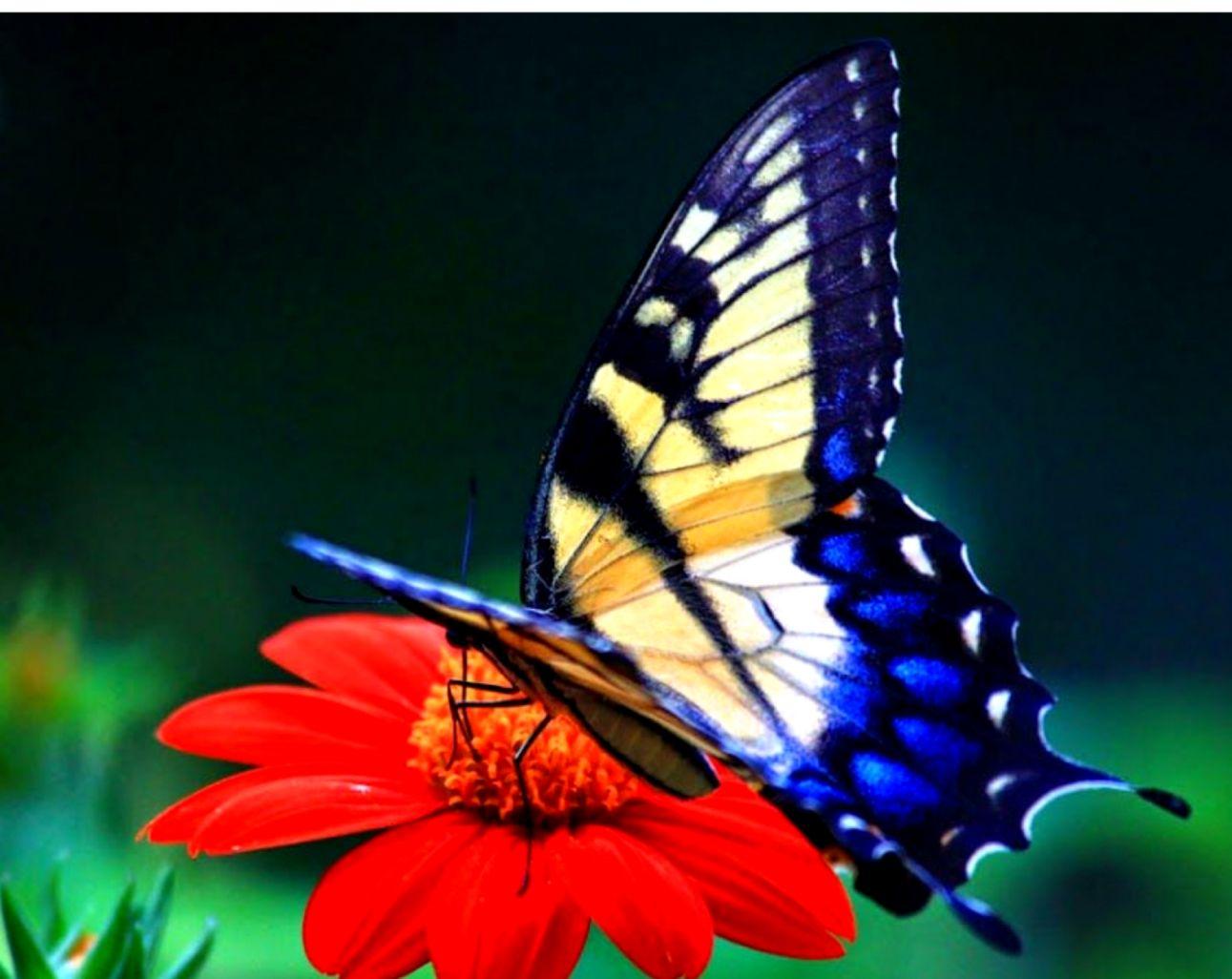 Colourful Butterfly HD Wallpapers - Top Free Colourful Butterfly HD ...