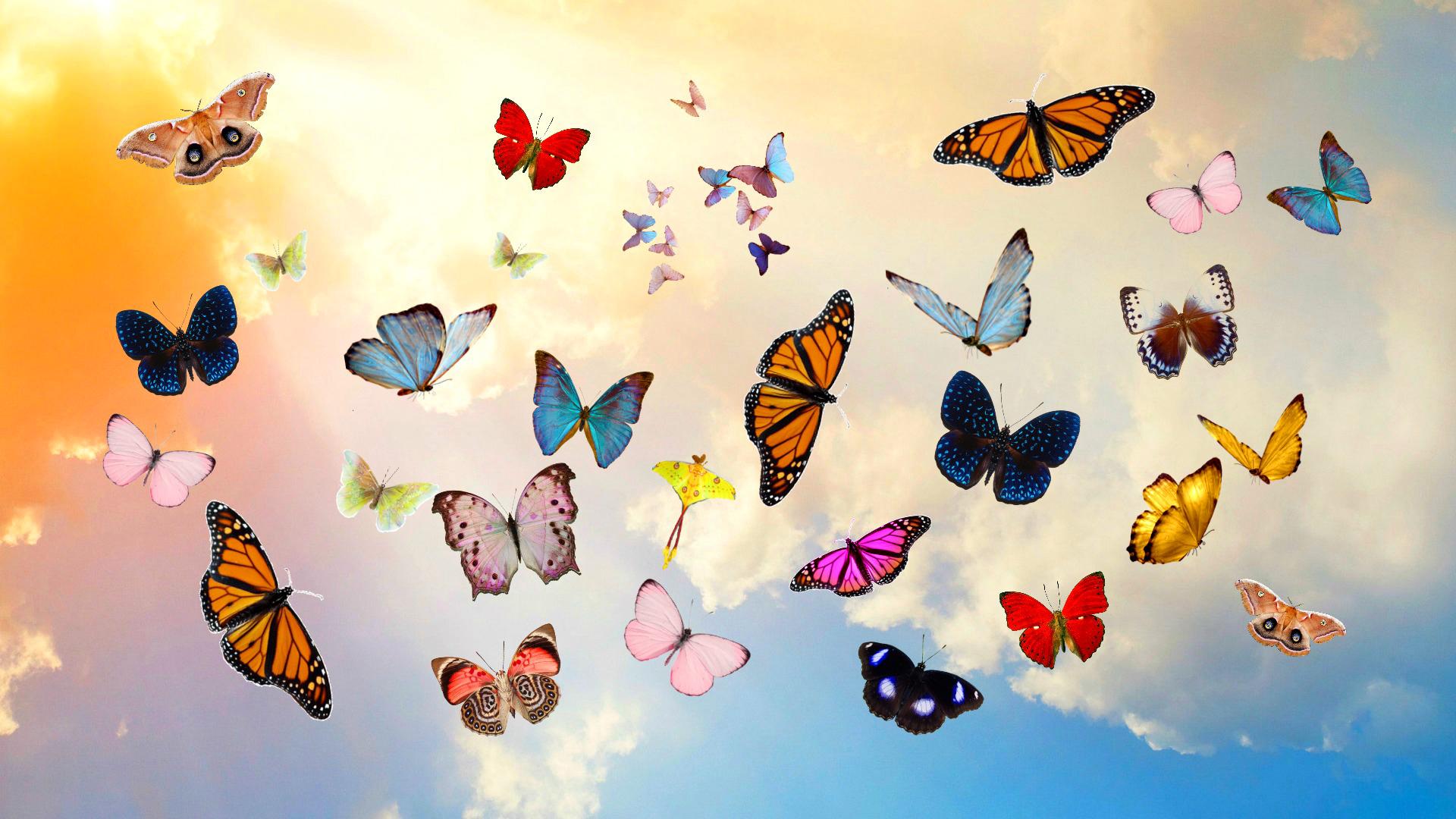Colourful Butterfly HD Wallpapers - Top Free Colourful Butterfly HD ...