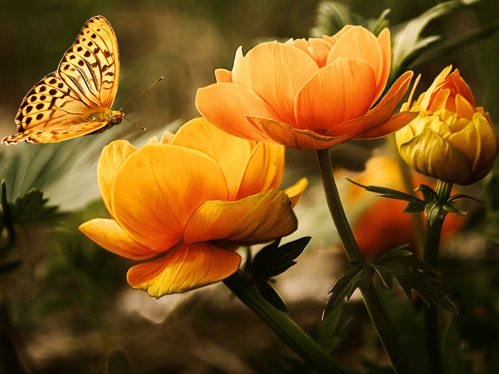 Colourful Butterfly HD Wallpapers - Top Free Colourful Butterfly HD ...