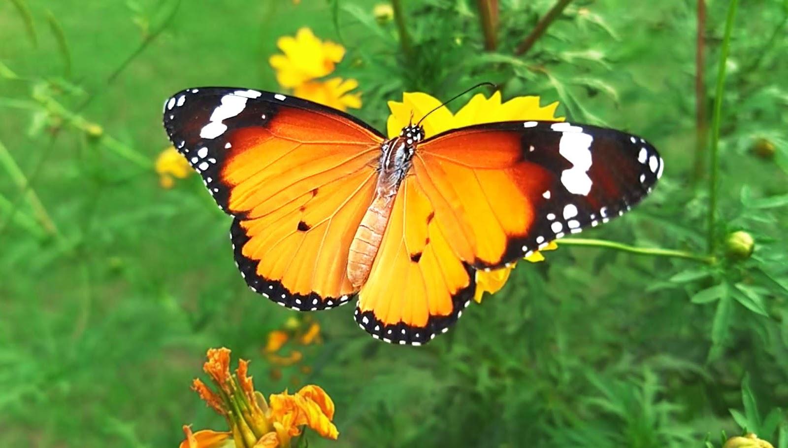 Colourful Butterfly HD Wallpapers - Top Free Colourful Butterfly HD ...