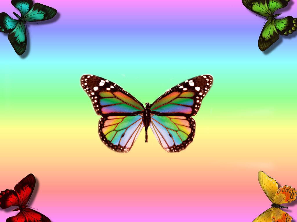Colourful Butterfly HD Wallpapers - Top Free Colourful Butterfly HD ...