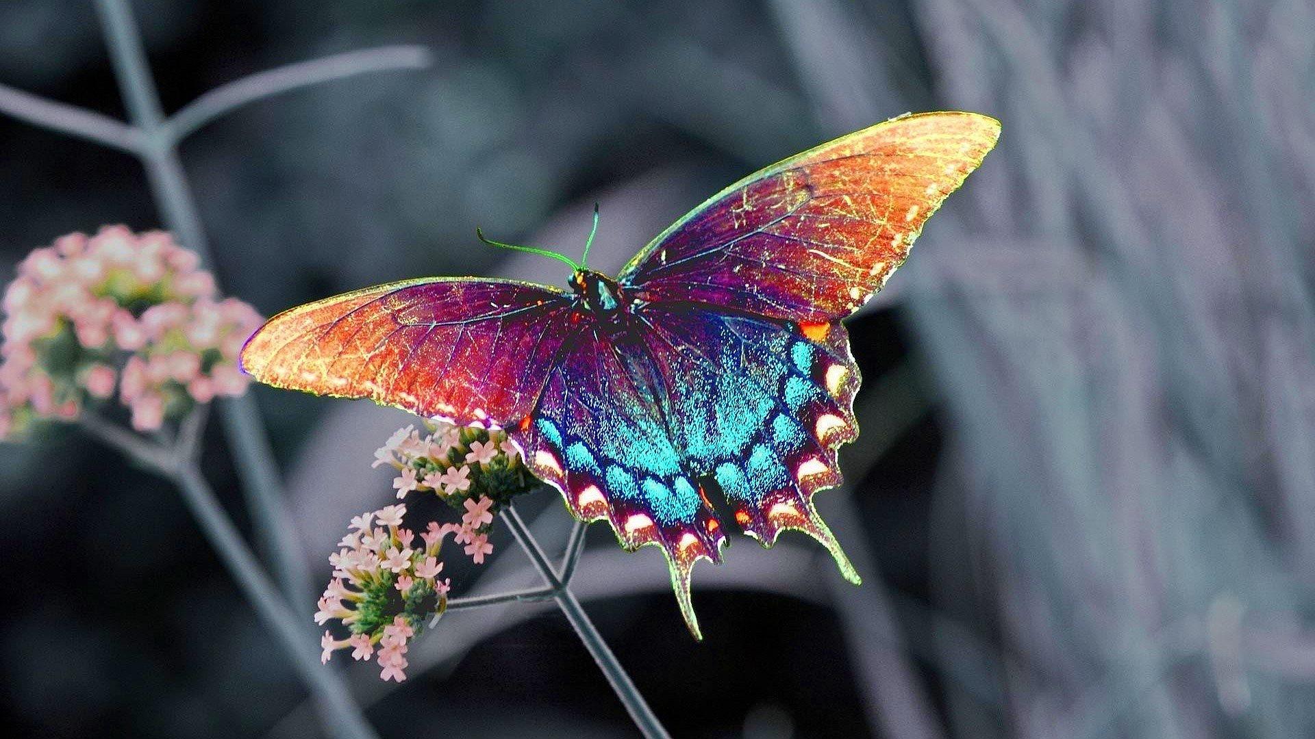 Colourful Butterfly HD Wallpapers - Top Free Colourful Butterfly HD ...