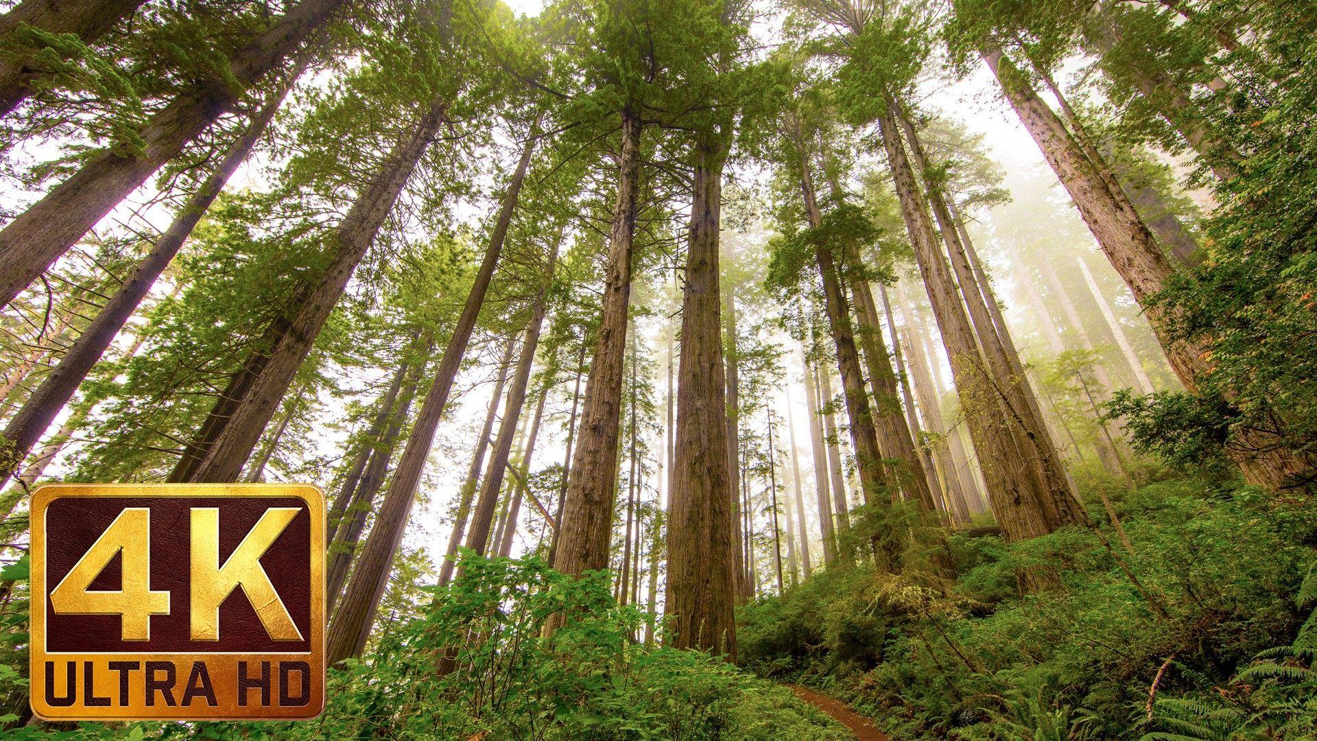 Redwood Forest Scenic Wallpapers - Top Free Redwood Forest Scenic ...