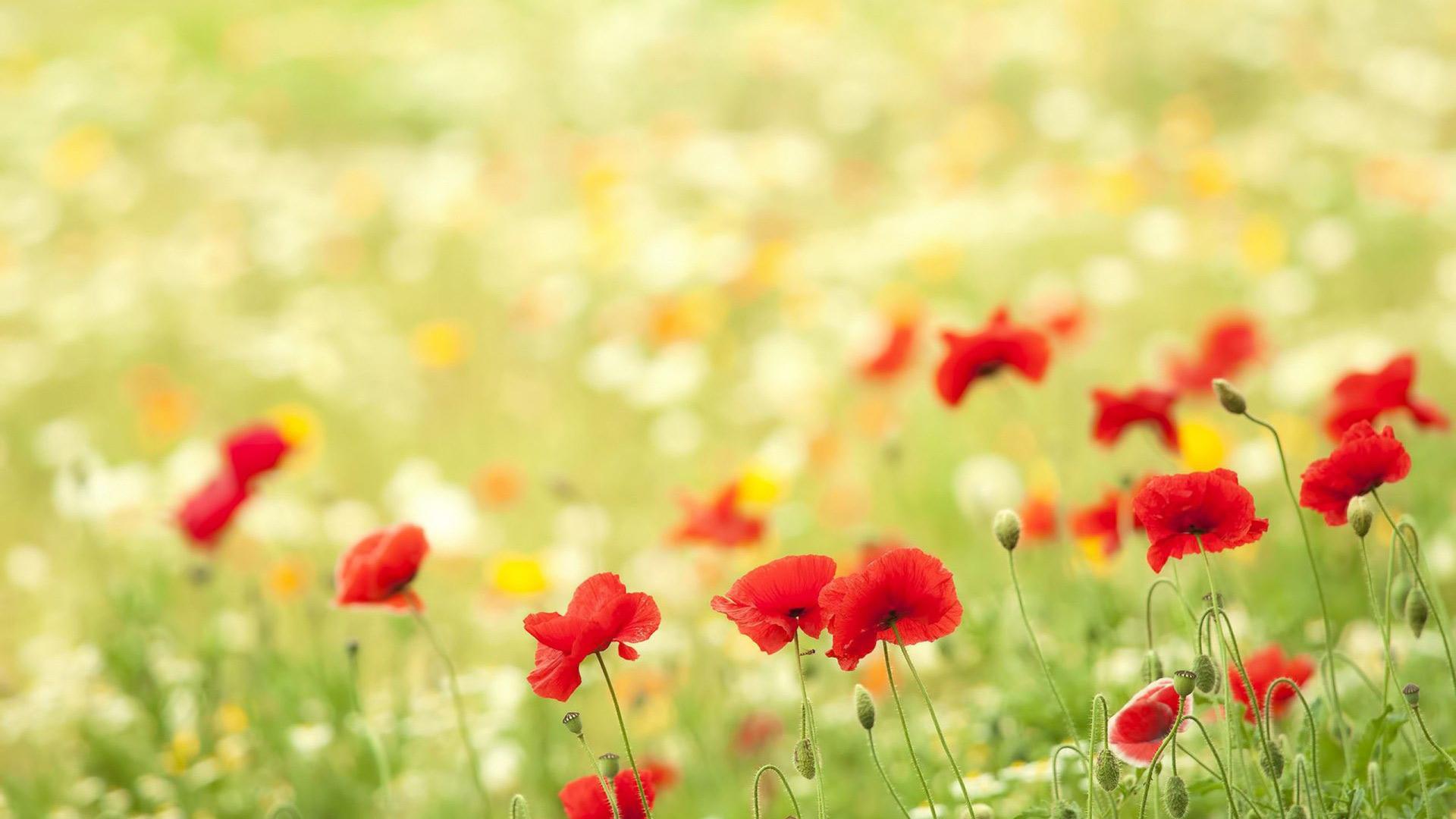 Summer Meadow Wallpapers - Top Free Summer Meadow Backgrounds ...