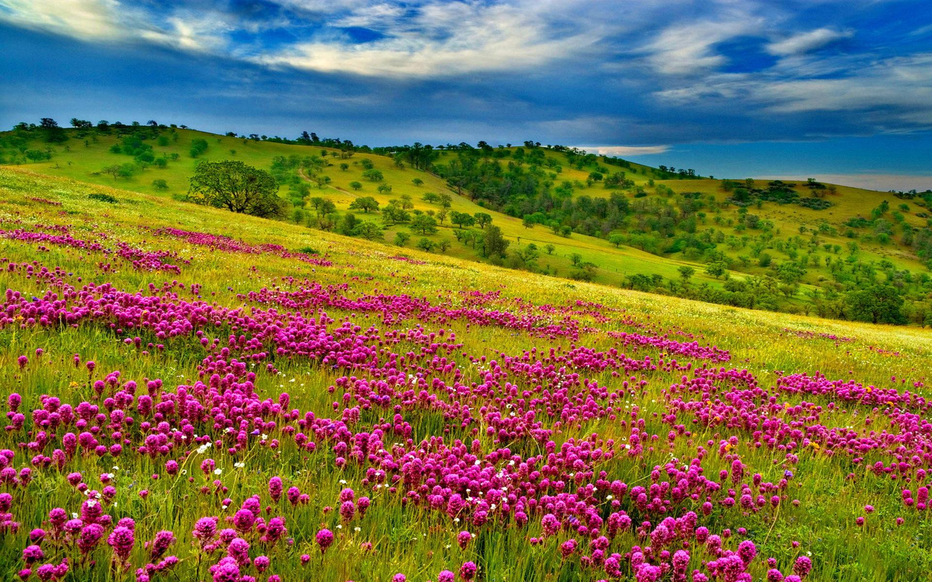 Summer Meadow Wallpapers - Top Free Summer Meadow Backgrounds ...
