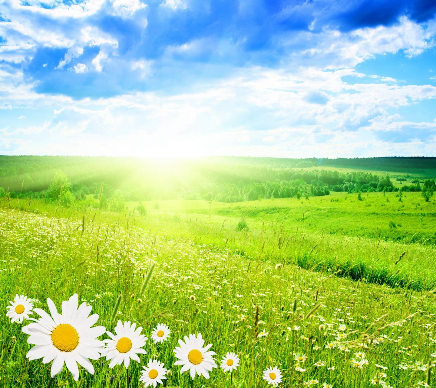 Summer Meadow Wallpapers - Top Free Summer Meadow Backgrounds ...