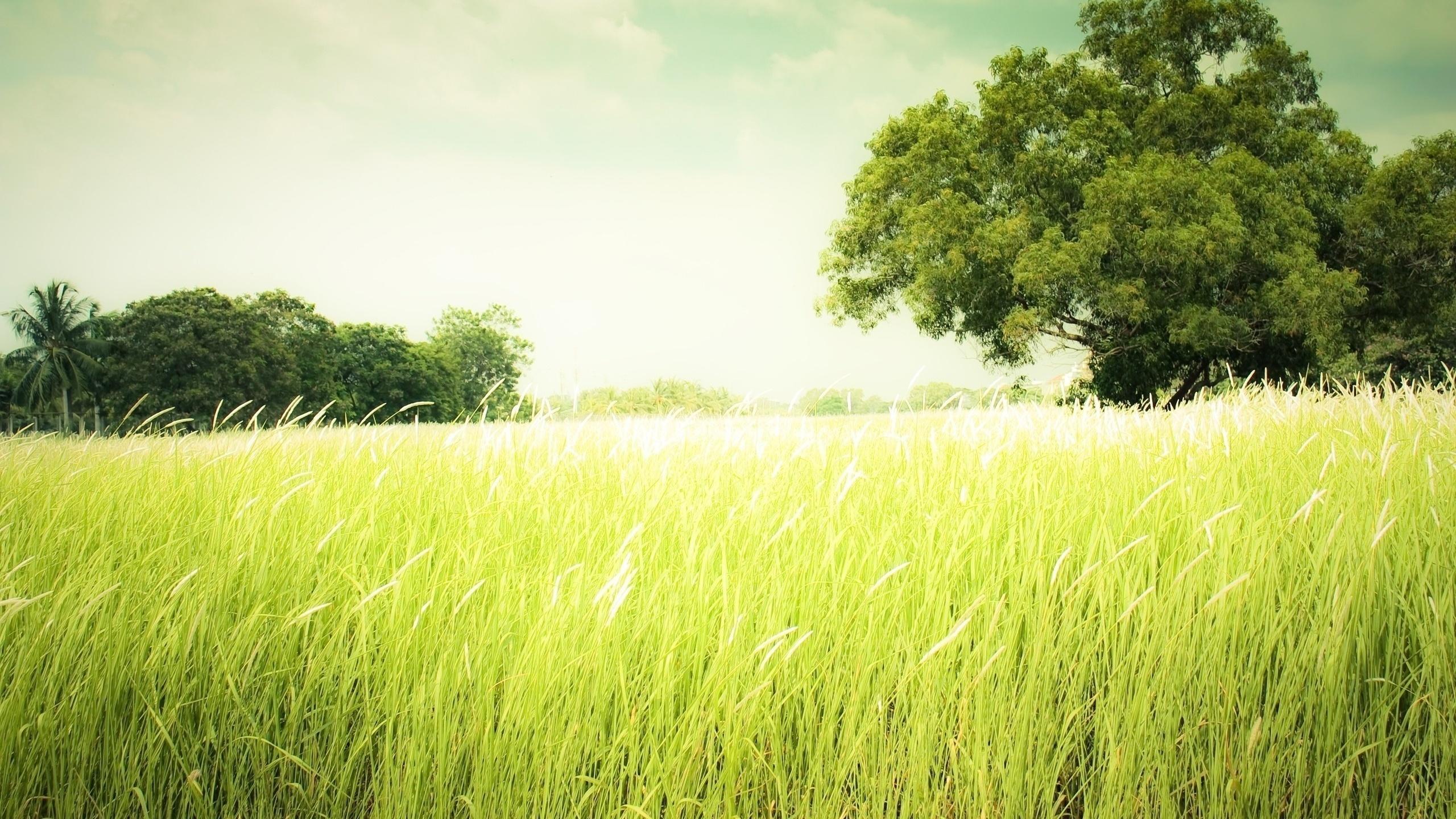 Summer Meadow Wallpapers - Top Free Summer Meadow Backgrounds ...