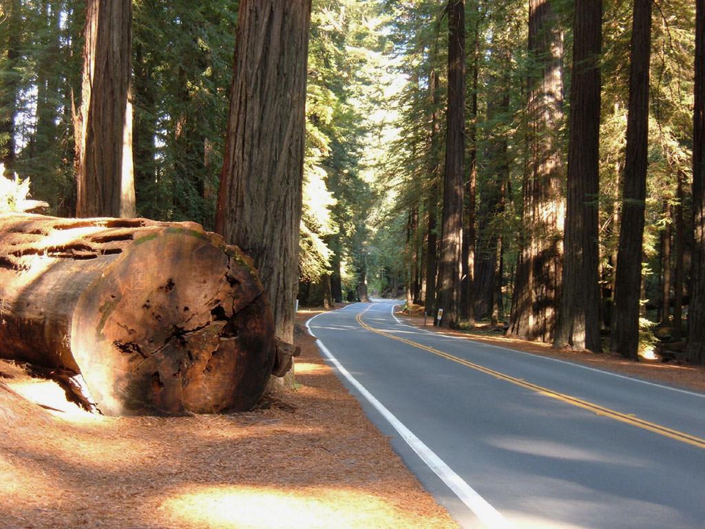 Redwood Forest Scenic Wallpapers - Top Free Redwood Forest Scenic ...