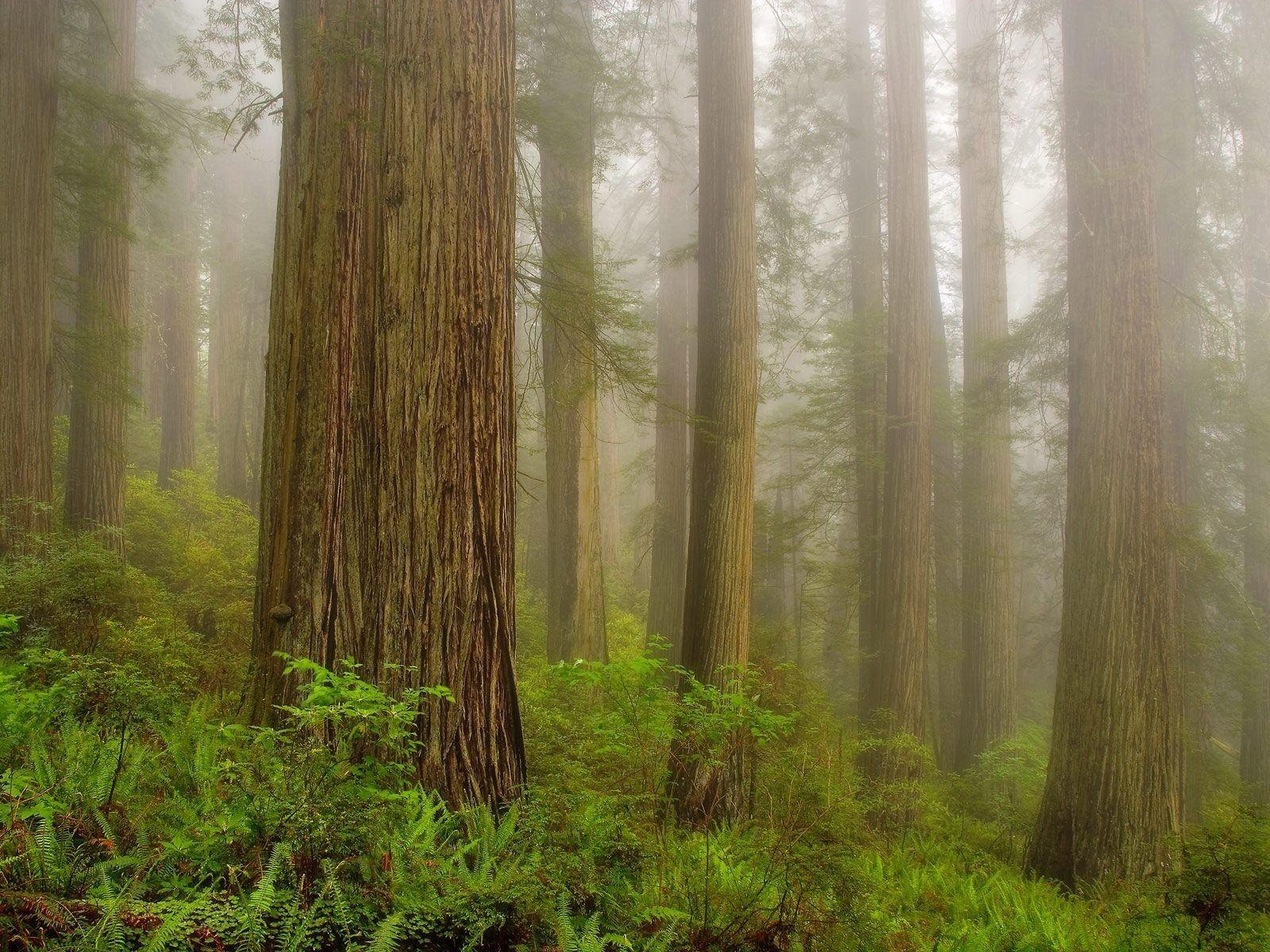 Redwood Forest Scenic Wallpapers - Top Free Redwood Forest Scenic ...