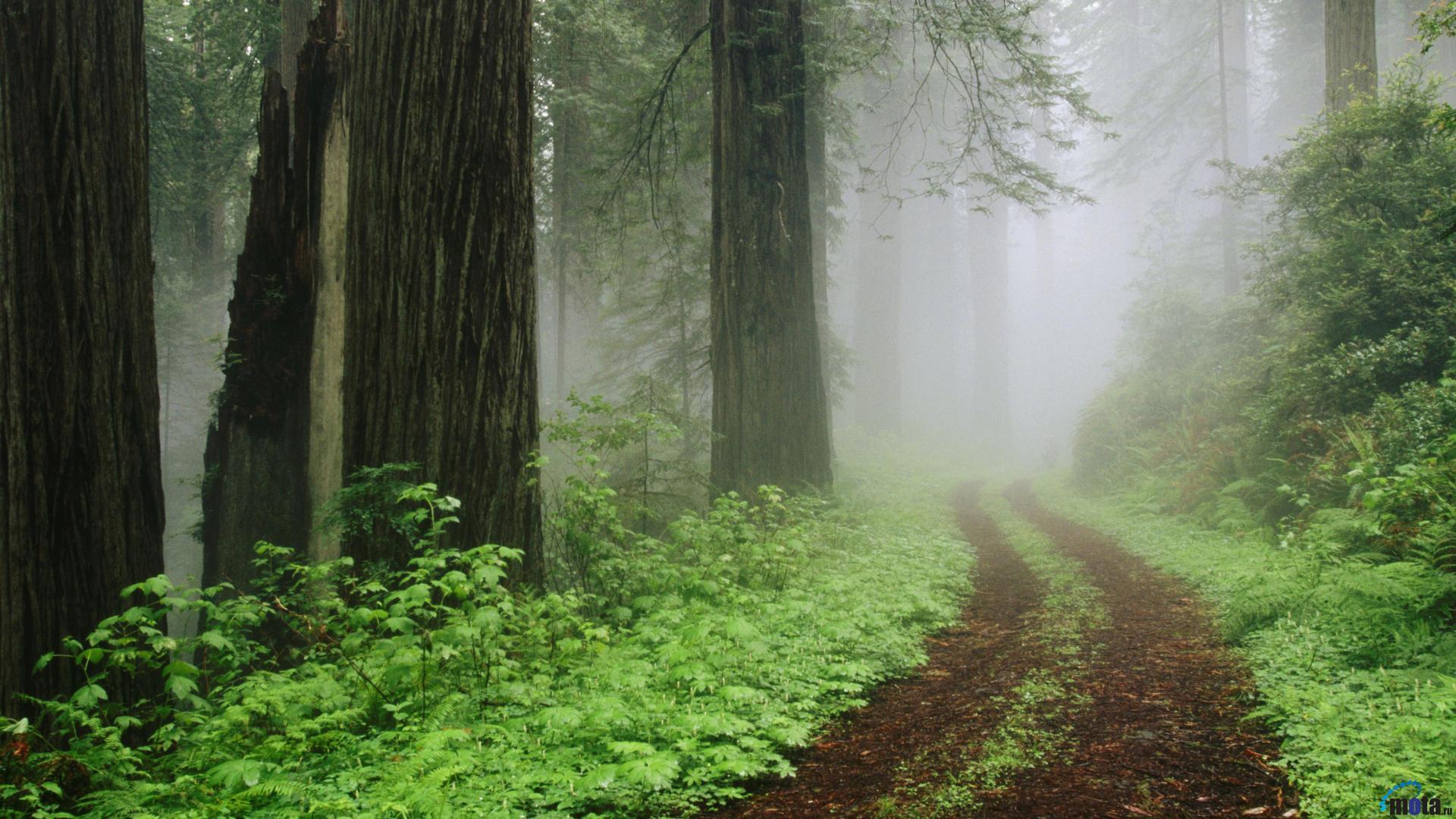 Redwood Forest Scenic Wallpapers - Top Free Redwood Forest Scenic ...