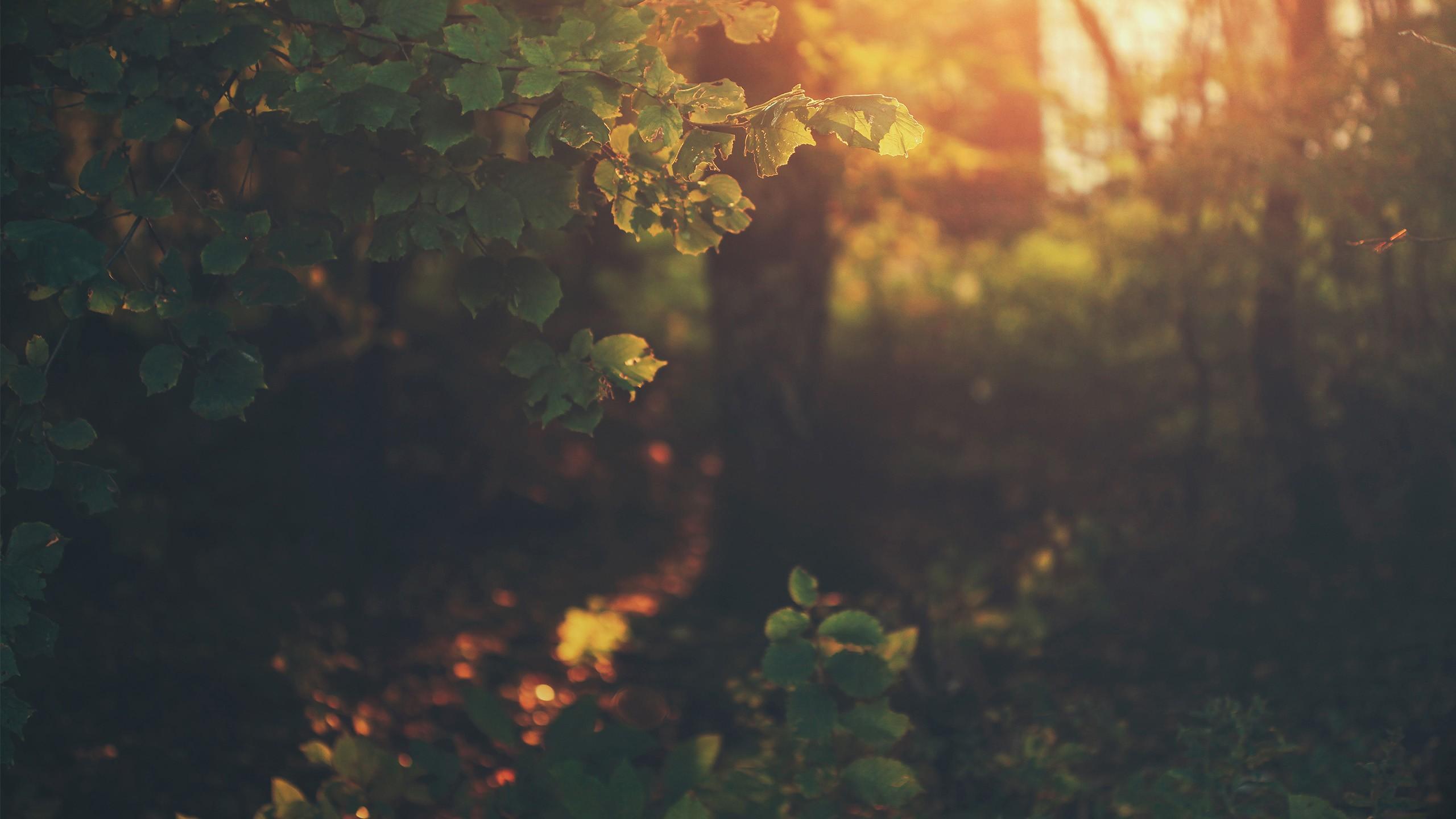 Natural Light Wallpapers - Top Free Natural Light Backgrounds ...