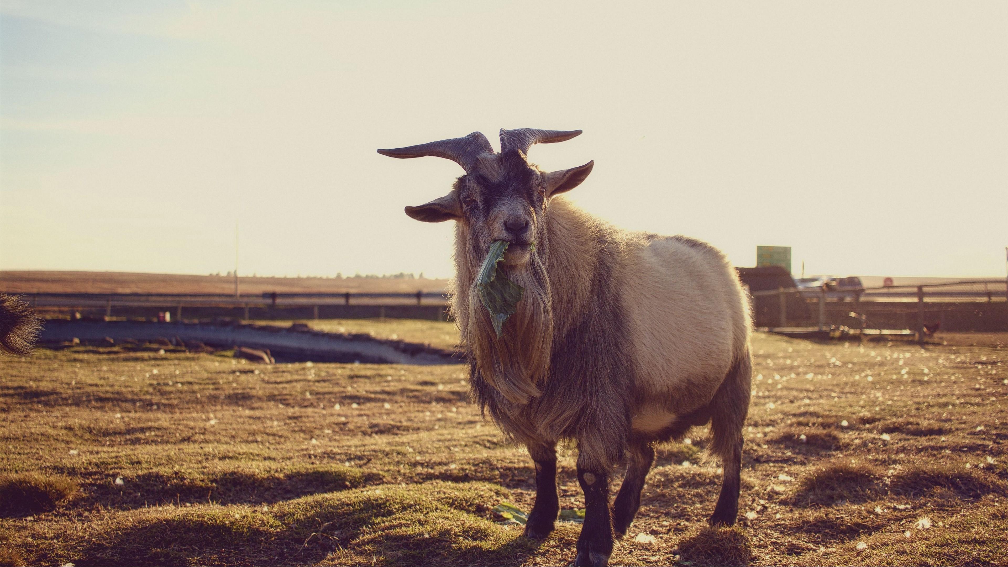 Goat Art Wallpapers - Top Free Goat Art Backgrounds - WallpaperAccess