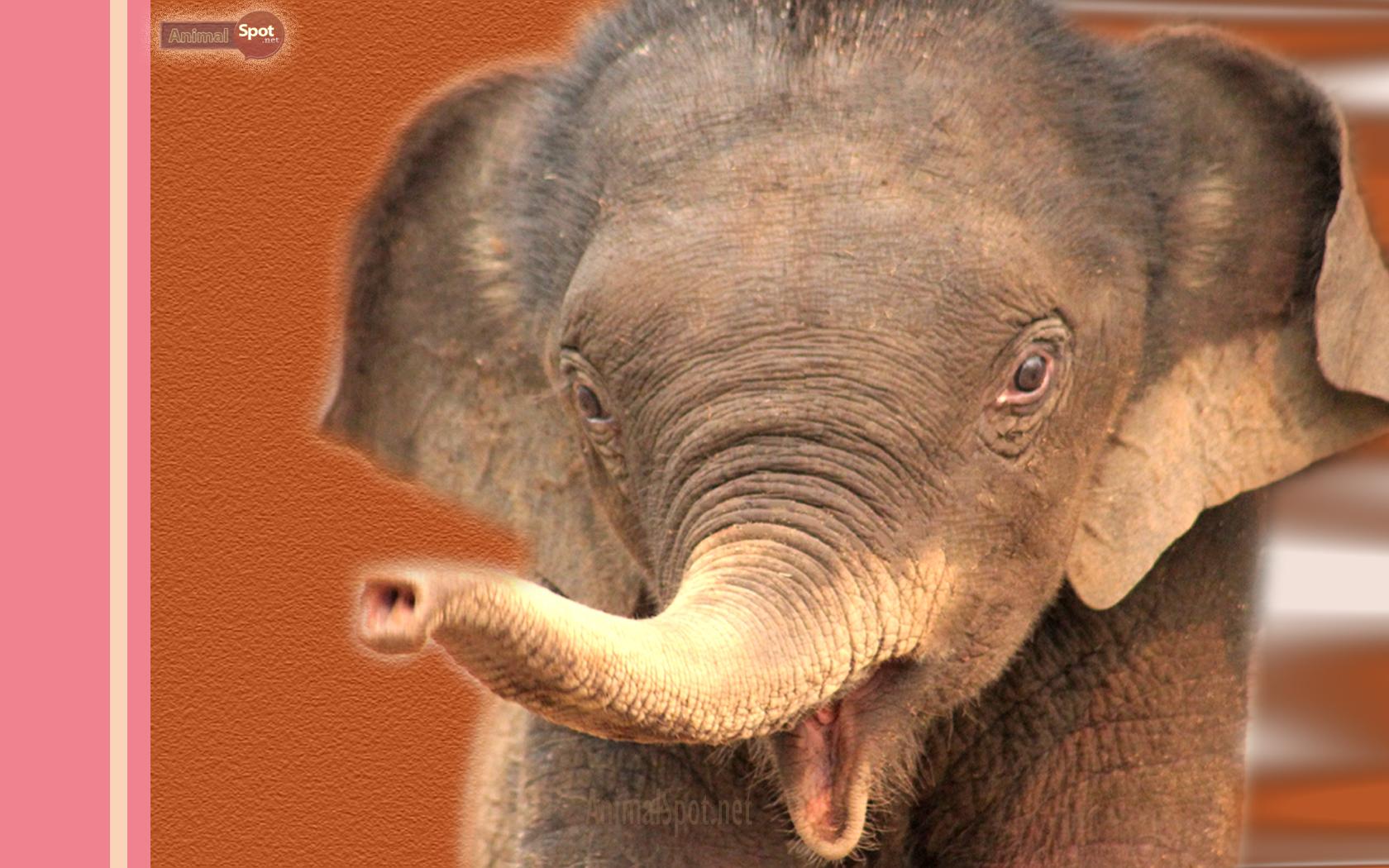 Baby Elephant Desktop Wallpapers - Top Free Baby Elephant Desktop ...