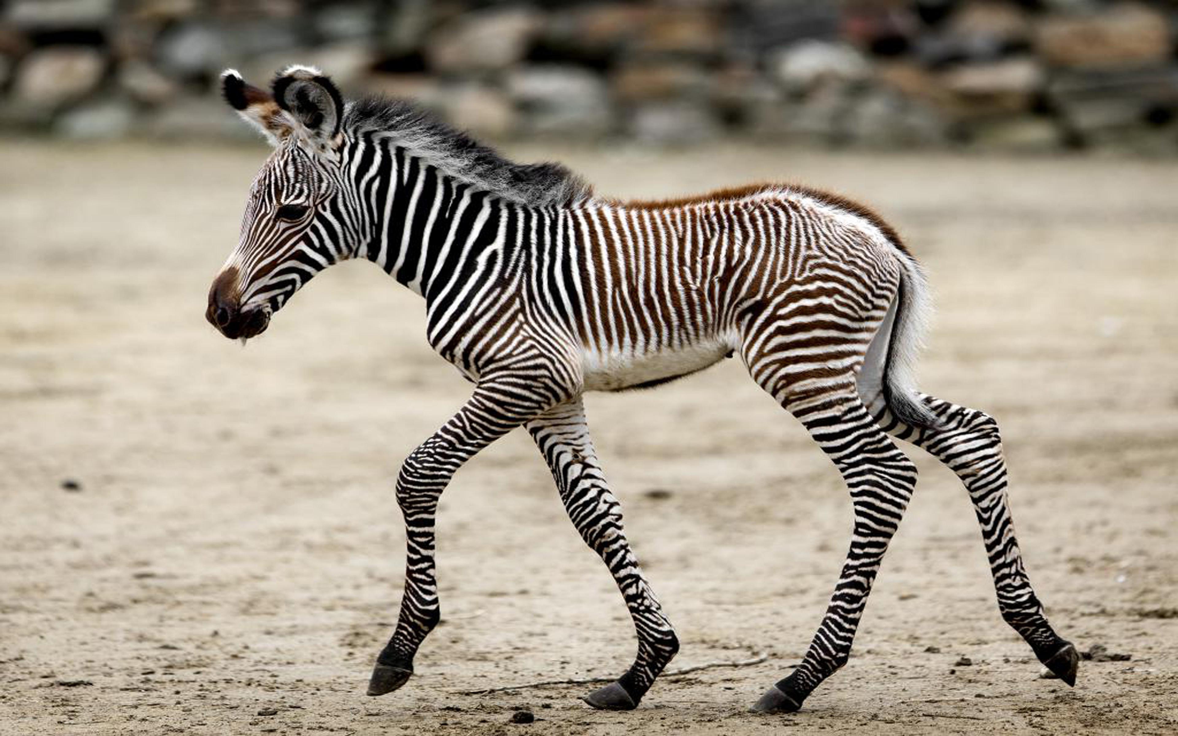 Cute Baby Zebra Wallpapers - Top Free Cute Baby Zebra Backgrounds ...