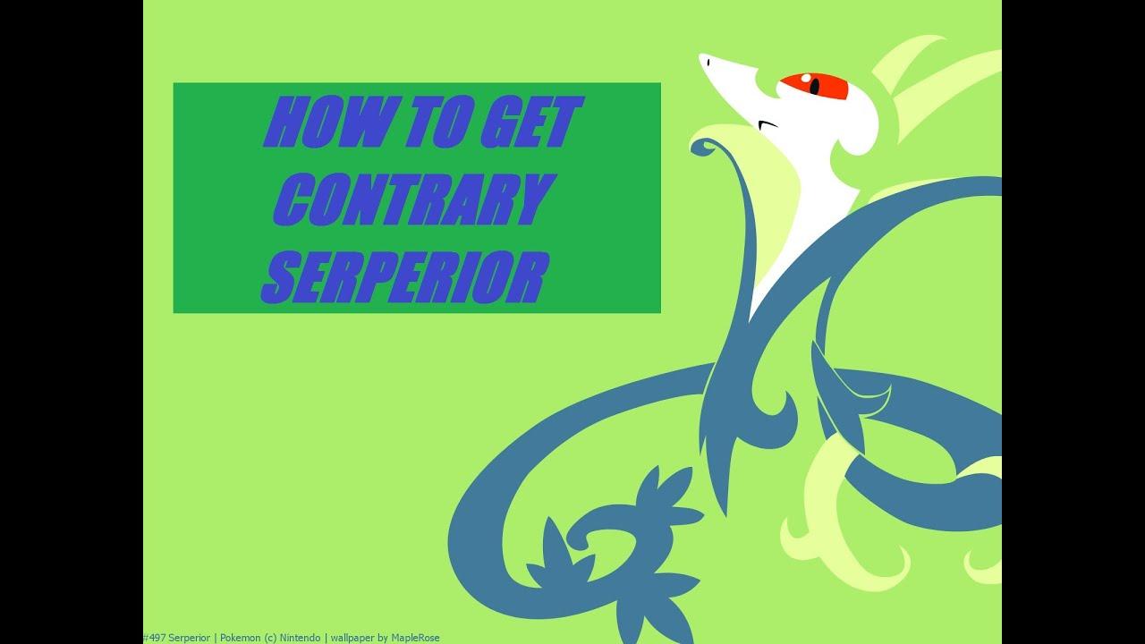 Serperior Wallpapers - Top Free Serperior Backgrounds - WallpaperAccess