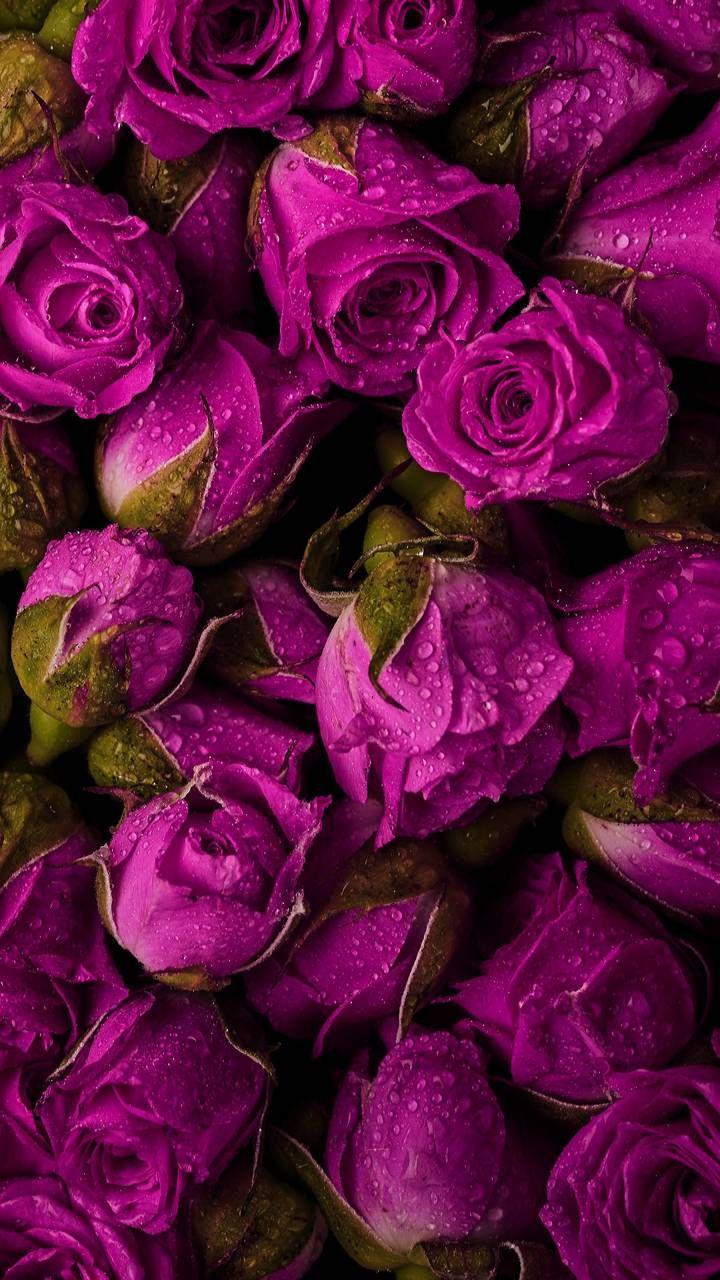 Purple and Pink Roses Wallpapers - Top Free Purple and Pink Roses ...