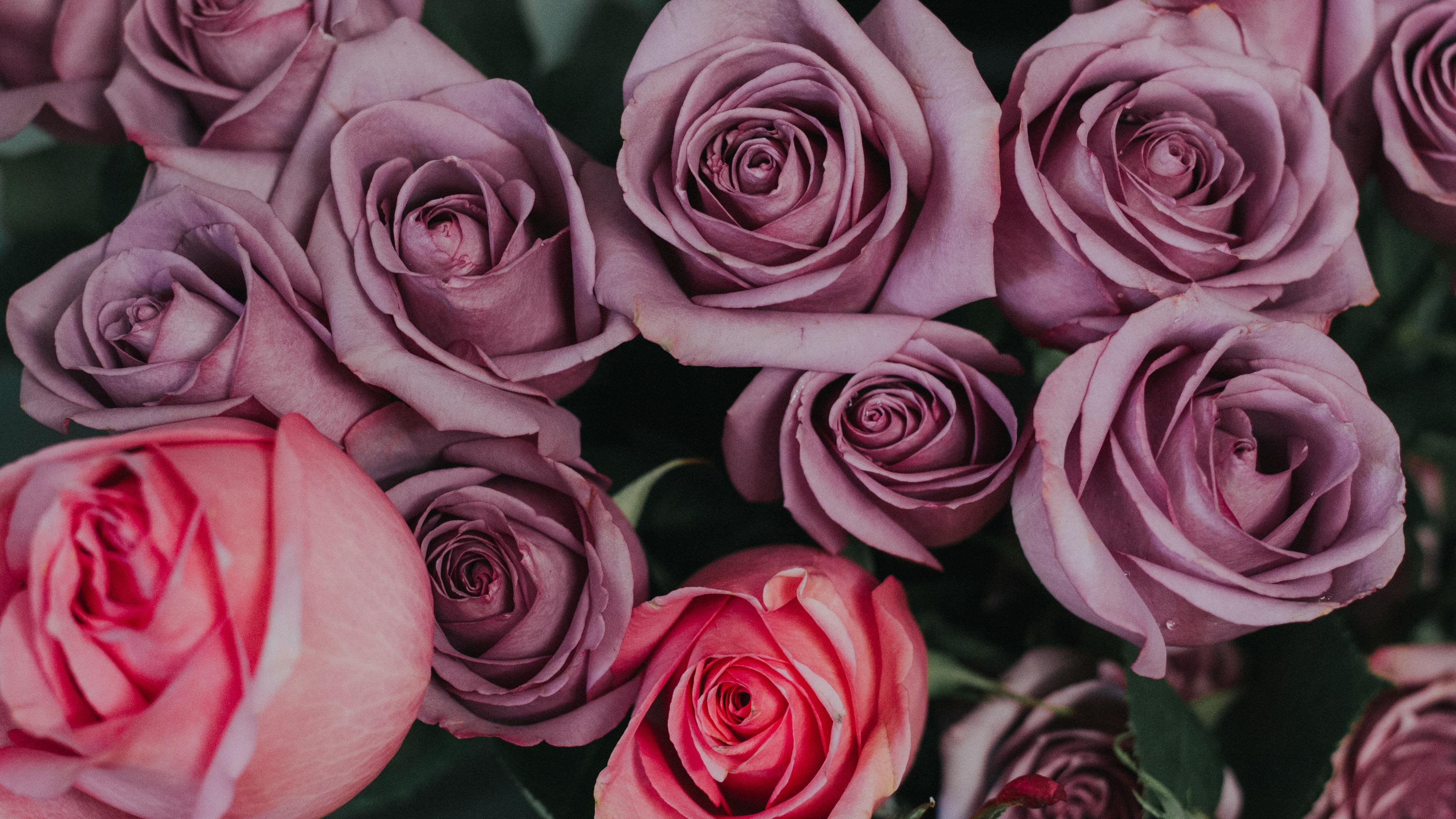 Purple and Pink Roses Wallpapers - Top Free Purple and Pink Roses ...