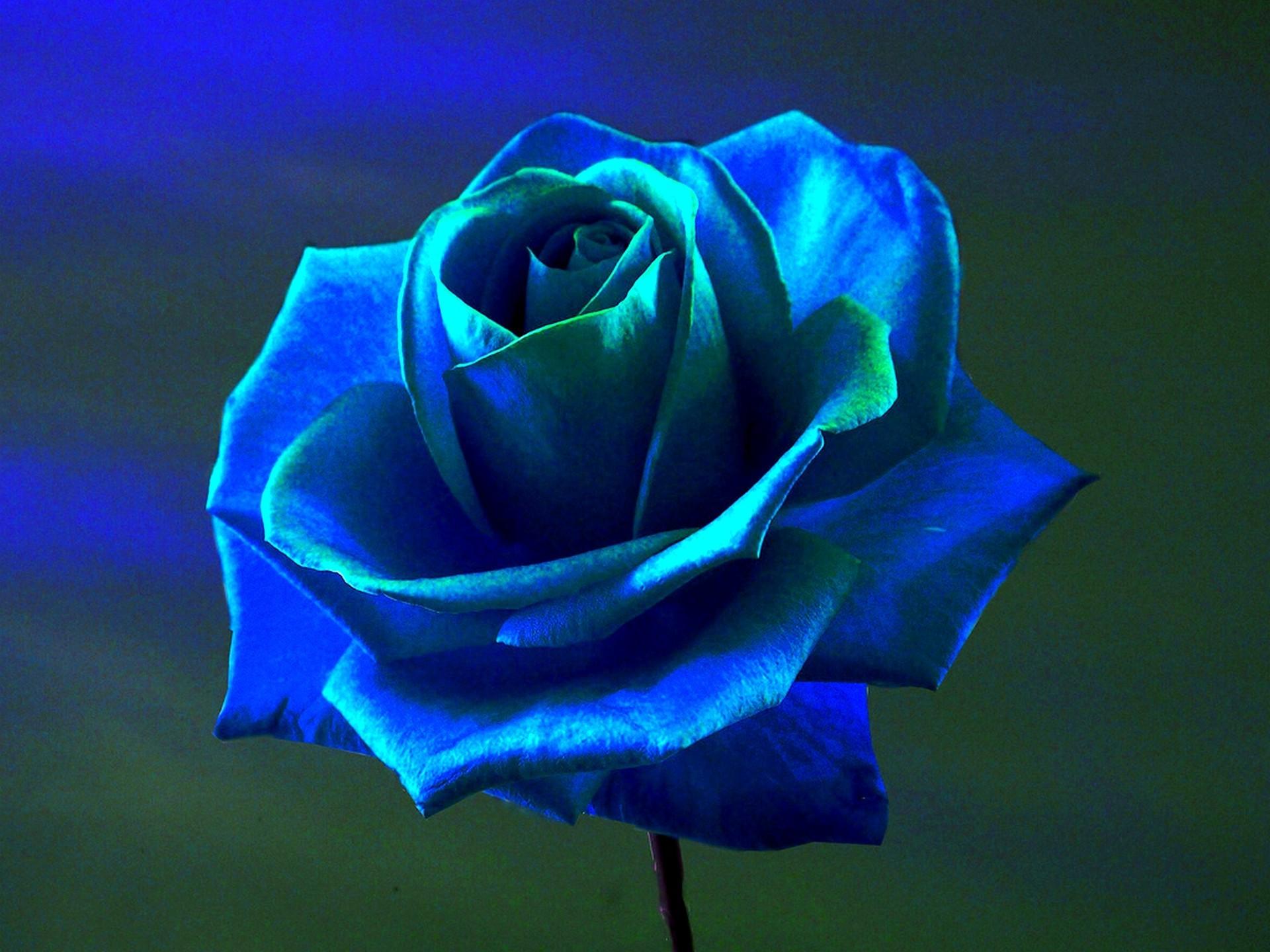 Blue Rose Garden Wallpapers - Top Free Blue Rose Garden Backgrounds ...