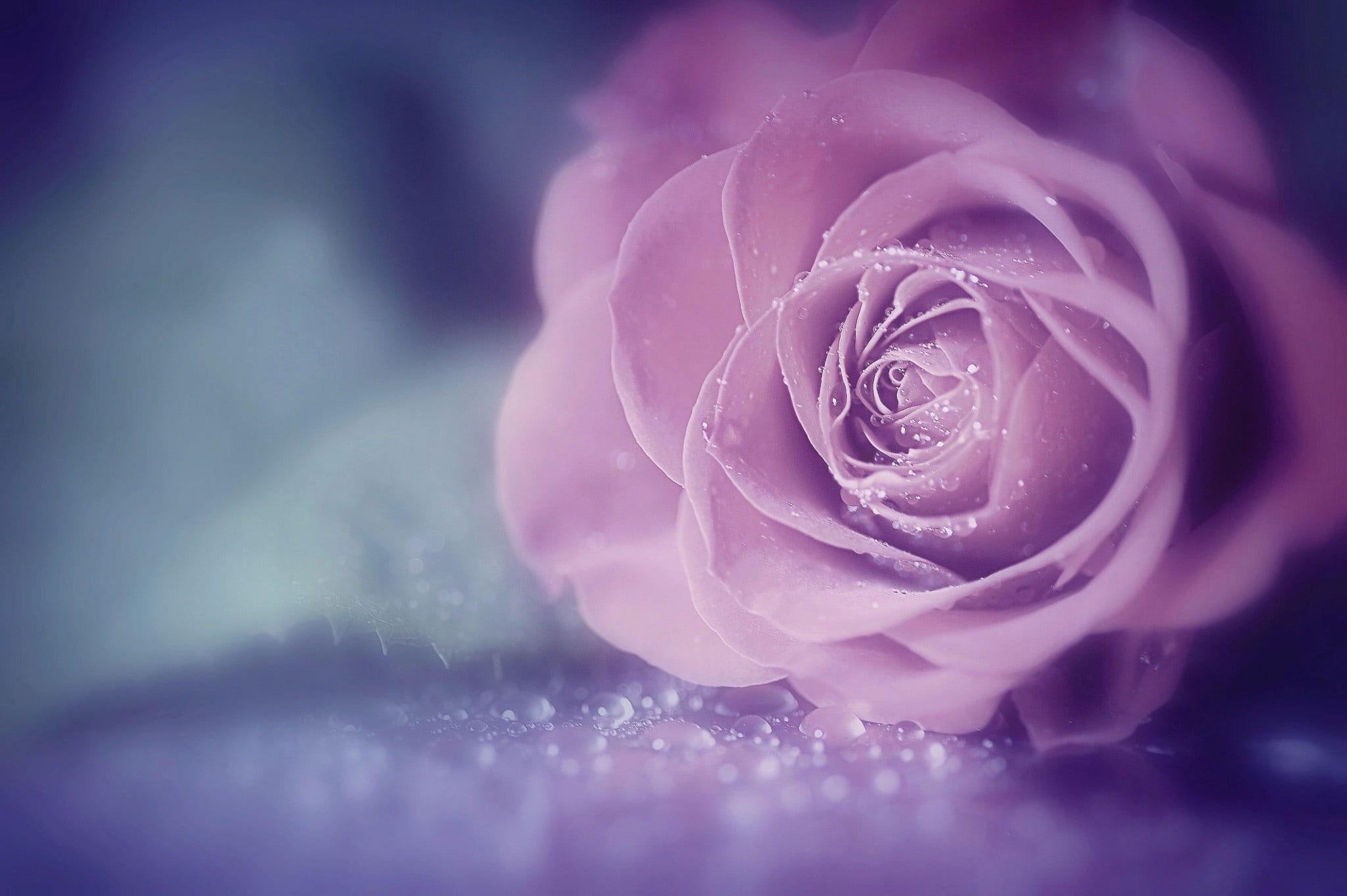 Purple and Pink Roses Wallpapers - Top Free Purple and Pink Roses ...