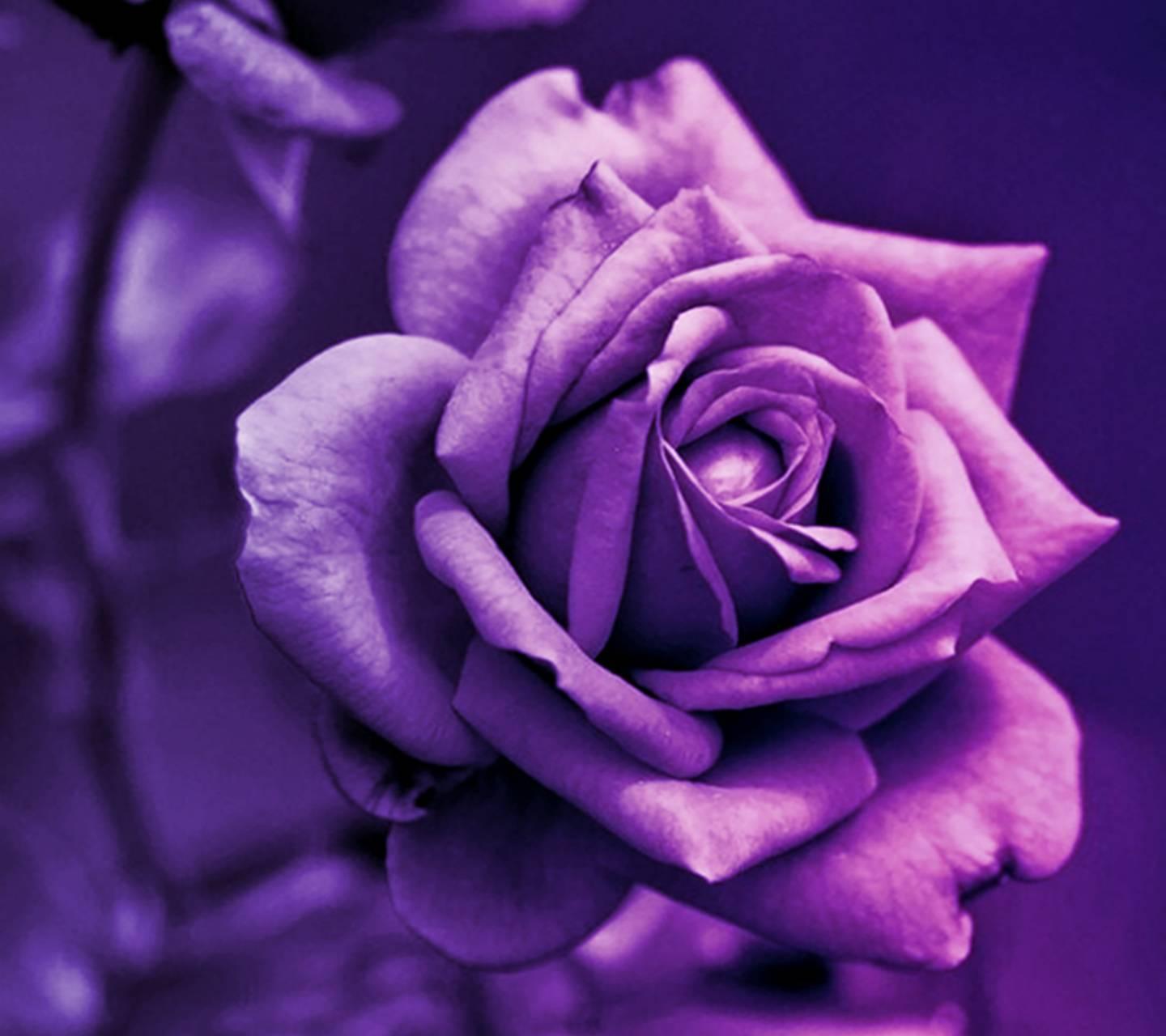 Purple and Pink Roses Wallpapers - Top Free Purple and Pink Roses ...