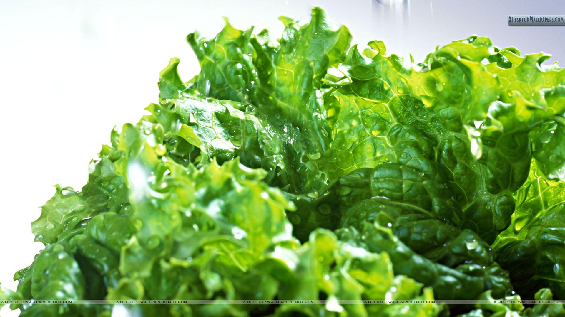 Fresh Salad Wallpapers - Top Free Fresh Salad Backgrounds - WallpaperAccess