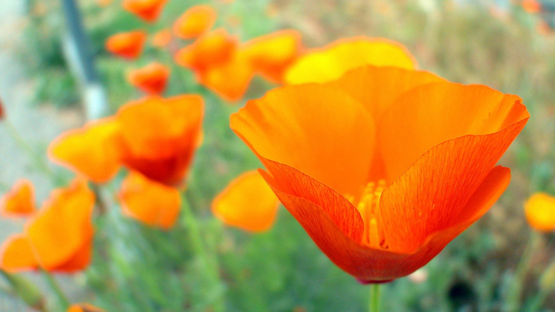 Orange Poppies Wallpapers - Top Free Orange Poppies Backgrounds ...