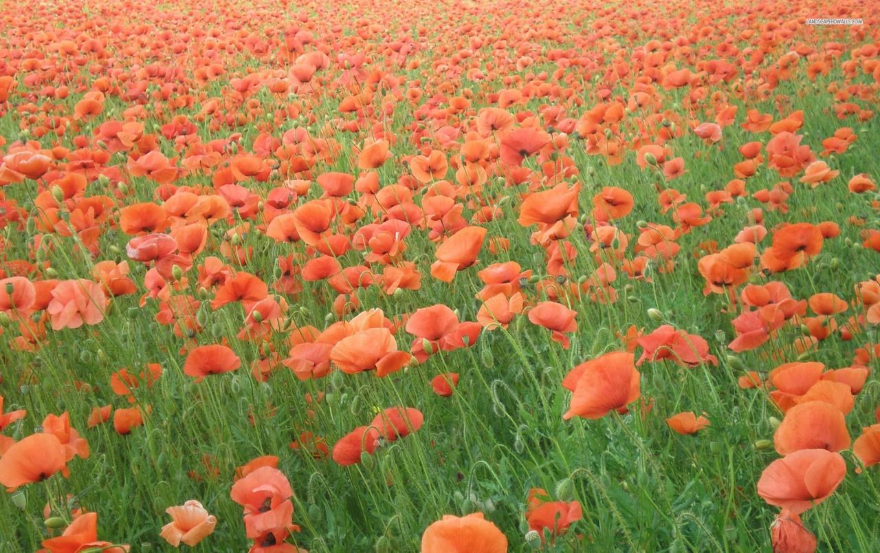 Orange Poppies Wallpapers - Top Free Orange Poppies Backgrounds ...