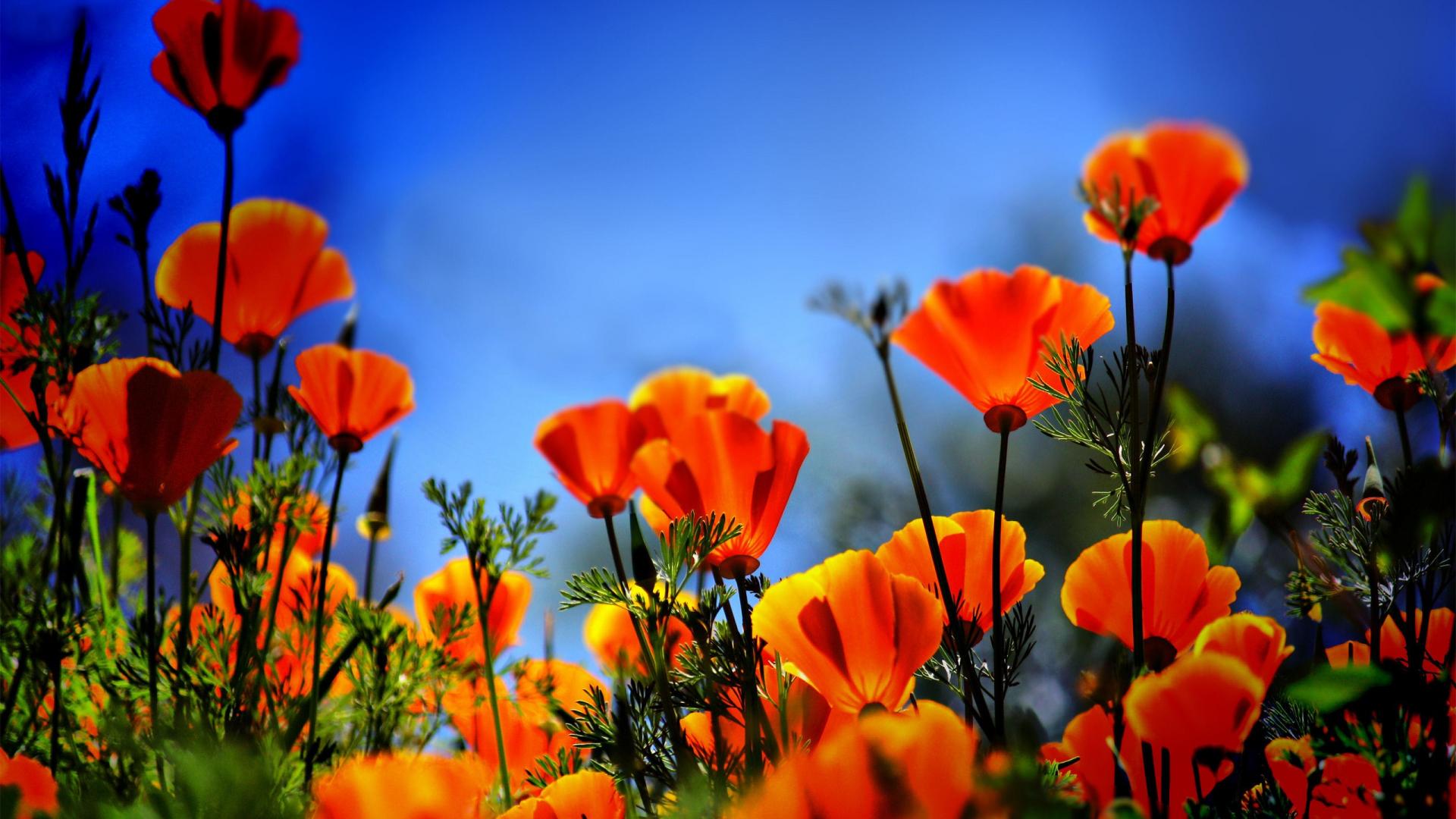 Orange Poppy Wallpapers - Top Free Orange Poppy Backgrounds ...