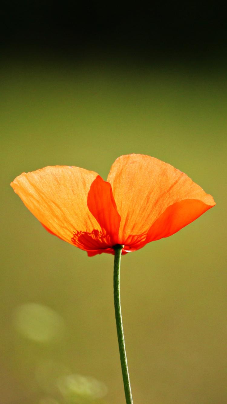 Orange Poppy Wallpapers - Top Free Orange Poppy Backgrounds ...