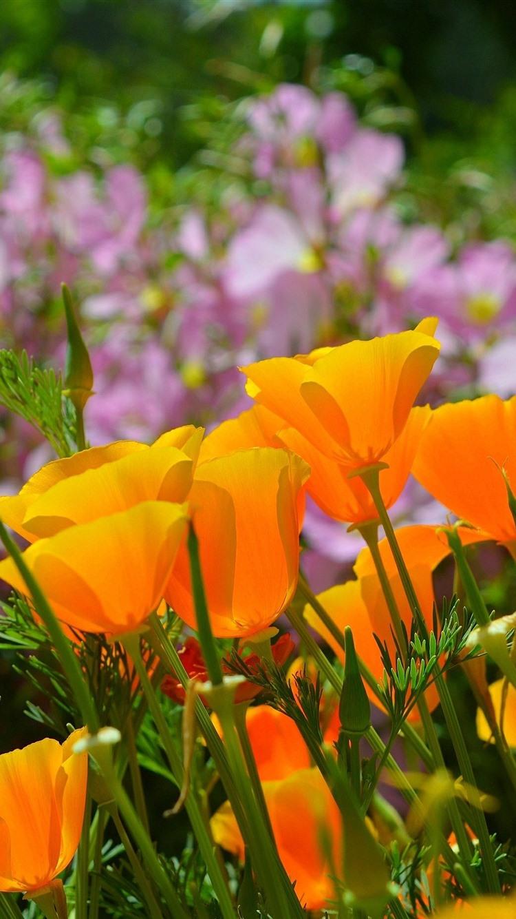 Orange Poppy Wallpapers - Top Free Orange Poppy Backgrounds ...