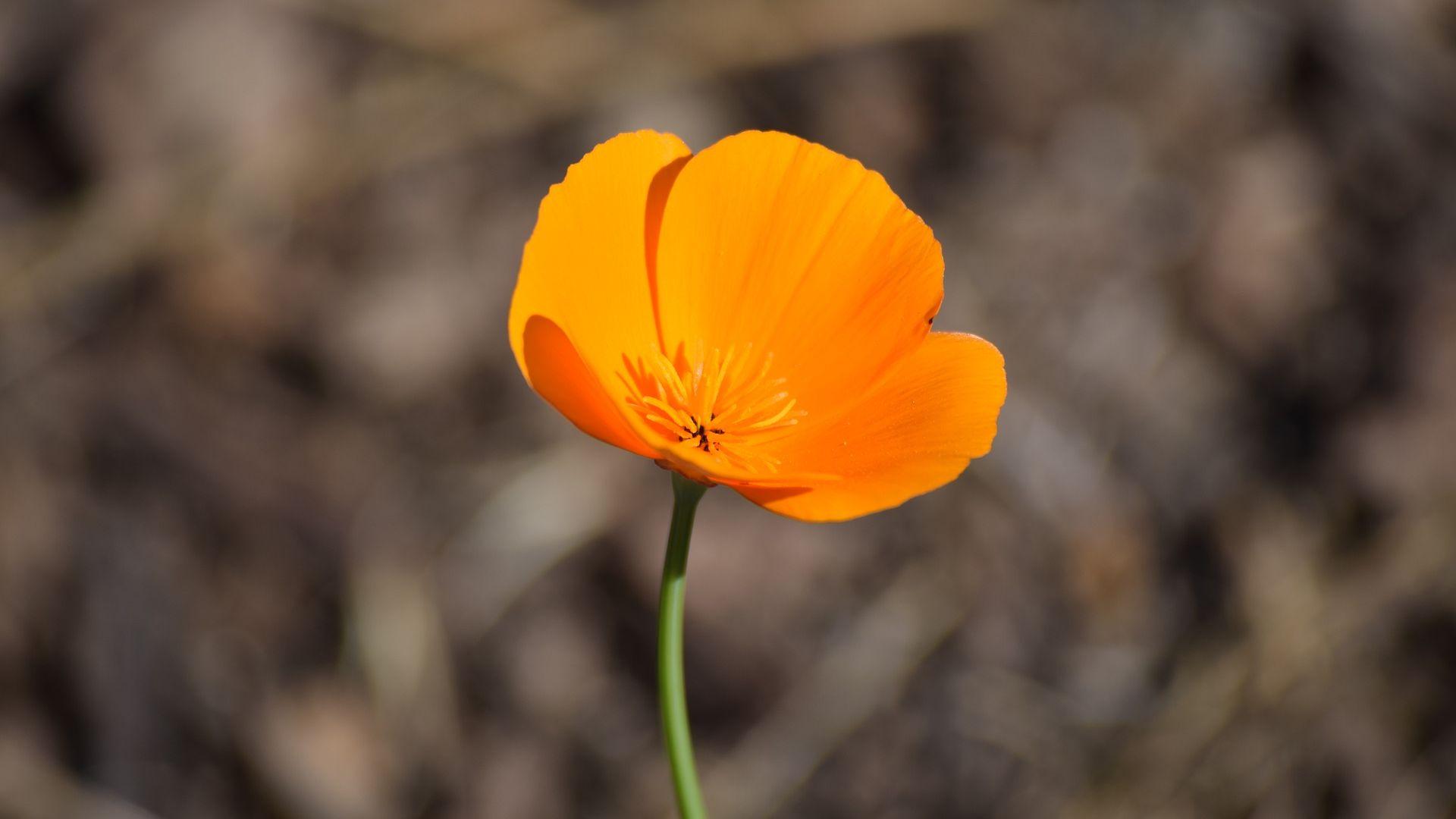 Orange Poppies Wallpapers - Top Free Orange Poppies Backgrounds ...