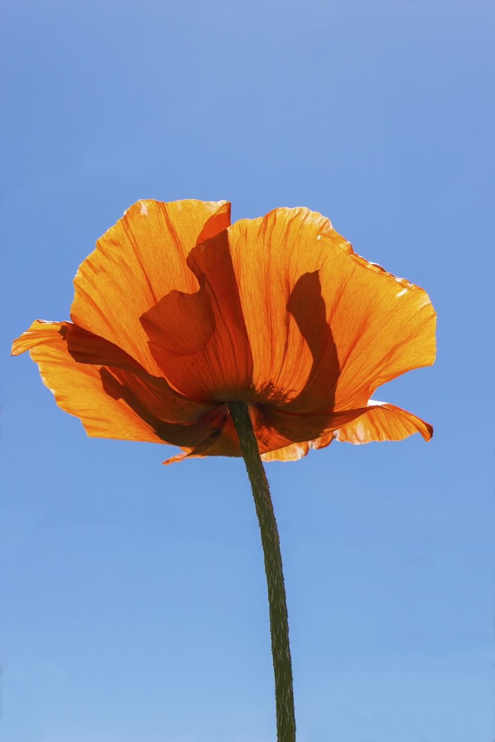 Orange Poppy Wallpapers - Top Free Orange Poppy Backgrounds ...