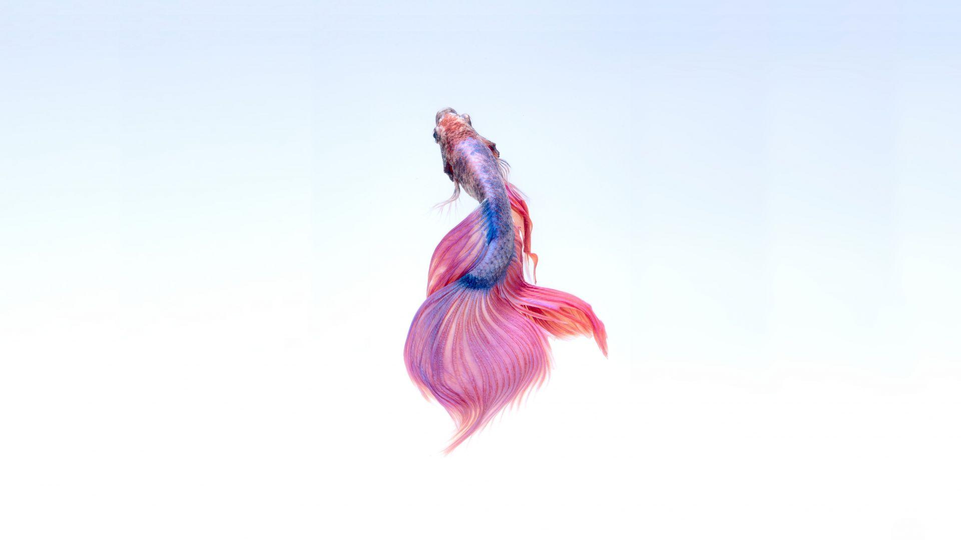 Minimal Fish Wallpapers - Top Free Minimal Fish Backgrounds ...